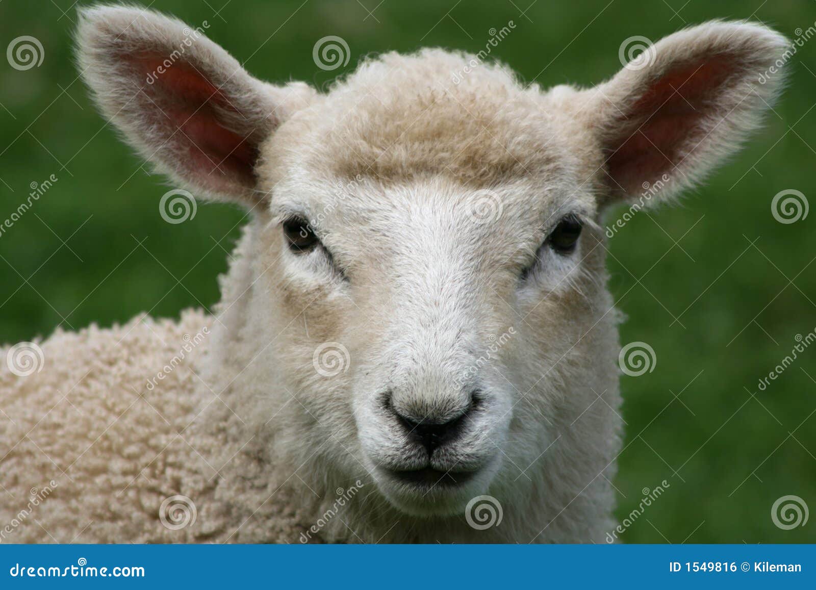 Sheep closeup stock photo. Image of close, closeup, meadow - 1549816