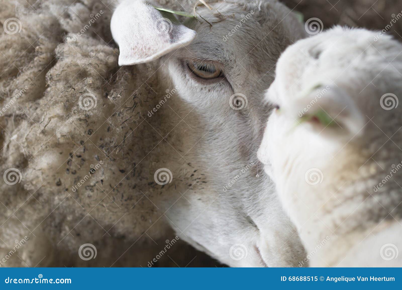 Sheep, closeup stock image. Image of herding, lambs, closeup - 68688515
