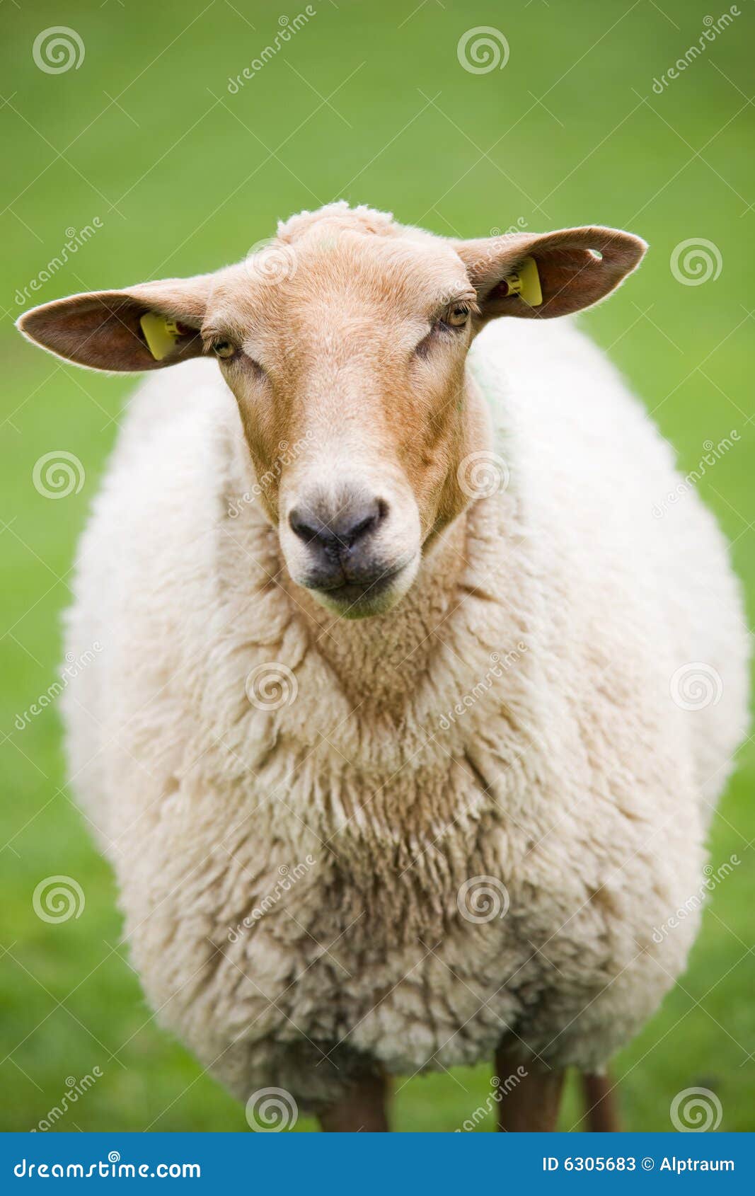 Sheep Closeup on Green Meadow Stock Image - Image of agriculture ...