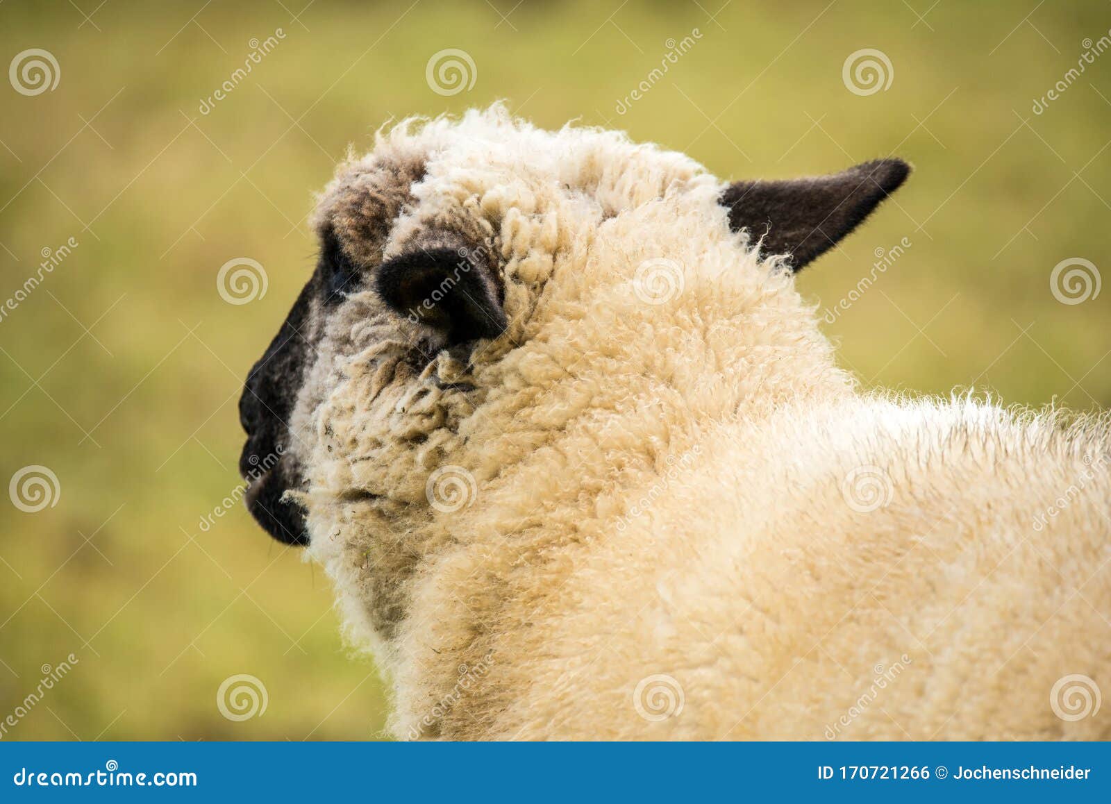 Sheep, closeup of the head stock photo. Image of breed - 170721266