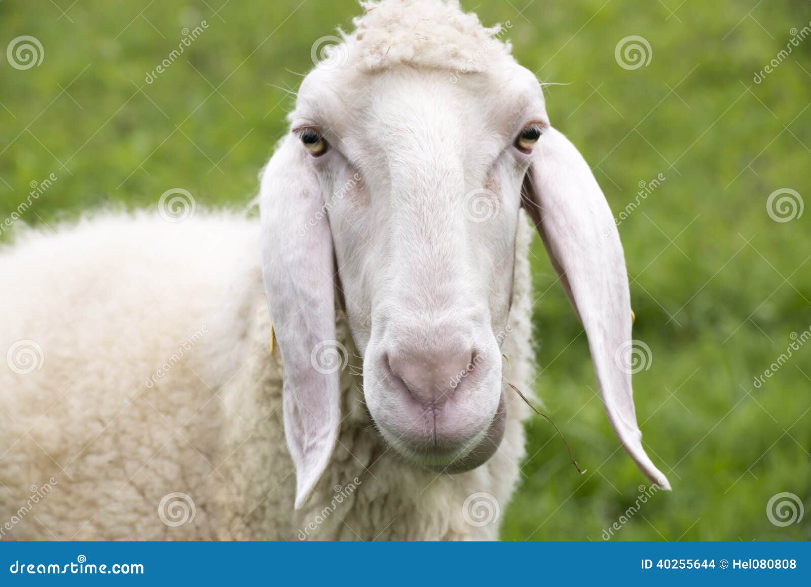 Sheep, Closeup of a Sheep Looking in To Camera Stock Photo - Image of ...