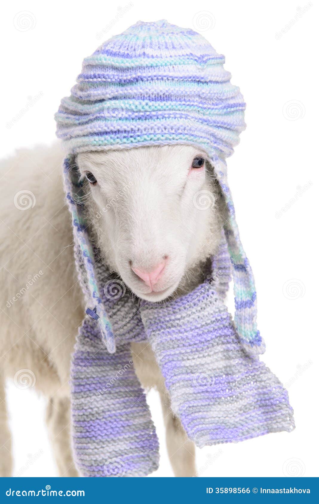 Sheep in clothes stock photo. Image of farming, animal - 35898566