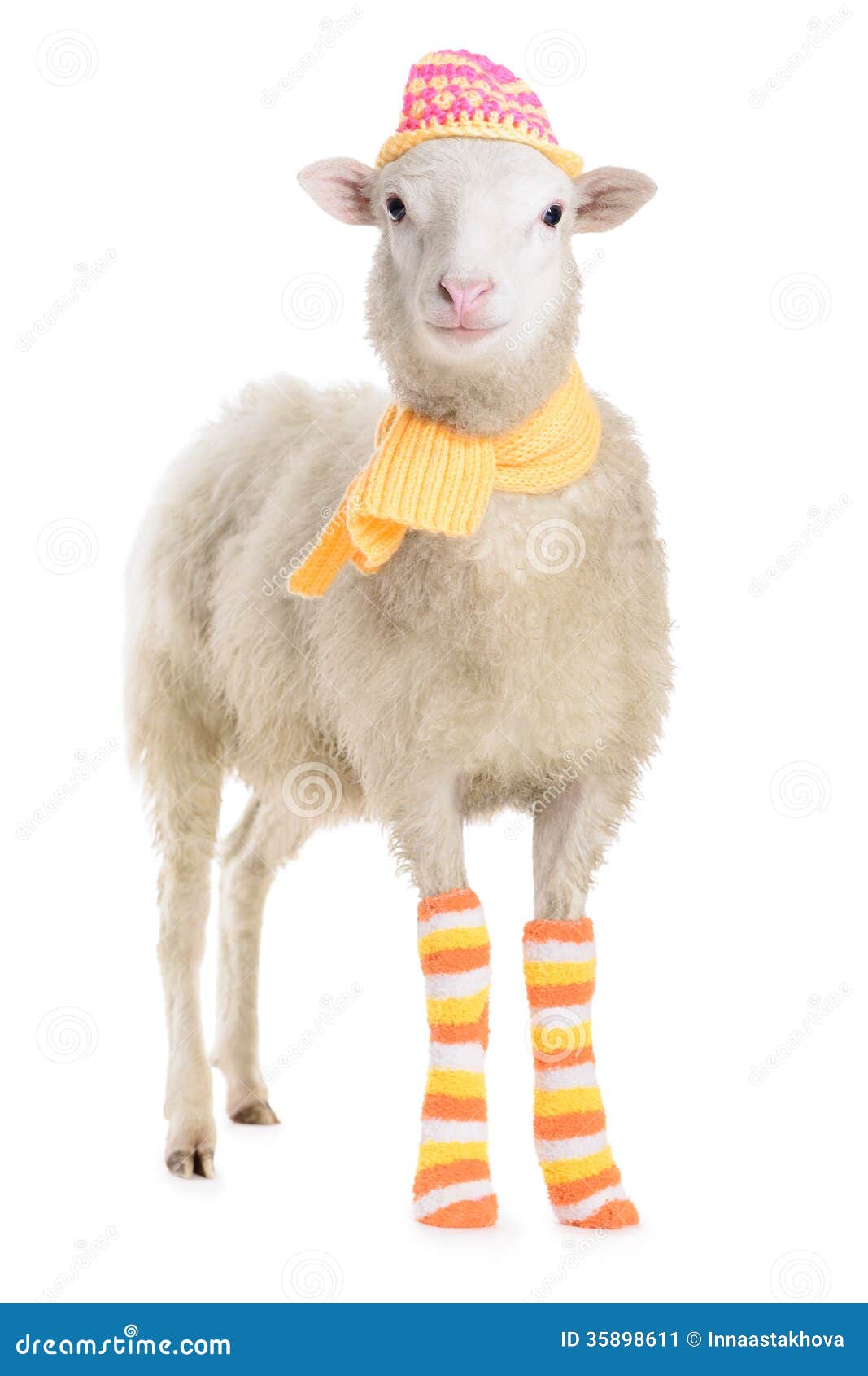 Sheep in clothes stock image. Image of cute, friendly - 35898611