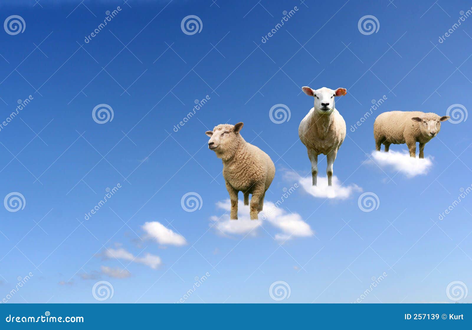 Sheep on clouds stock image. Image of funny, herd, humorous - 257139