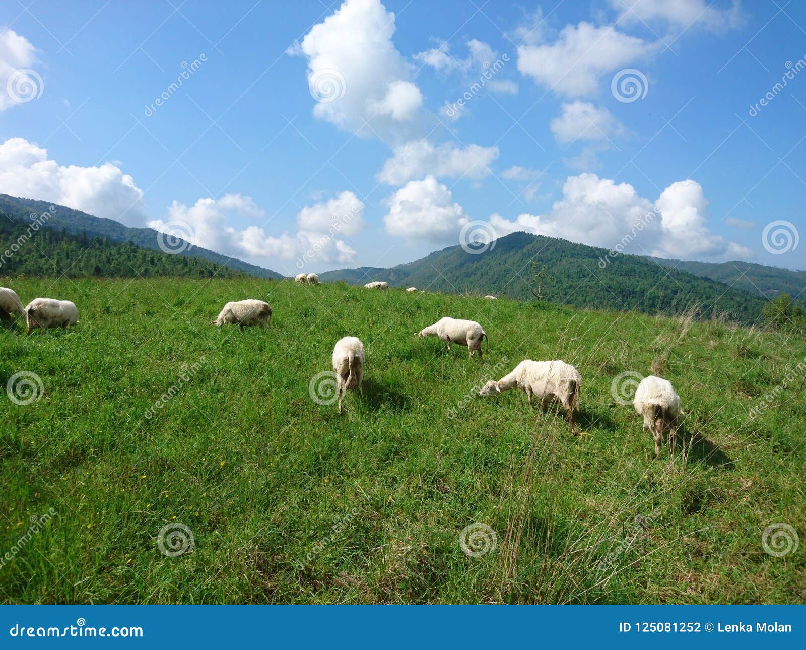 Sheep clouds stock photo. Image of sheeps, clouds, living - 125081252