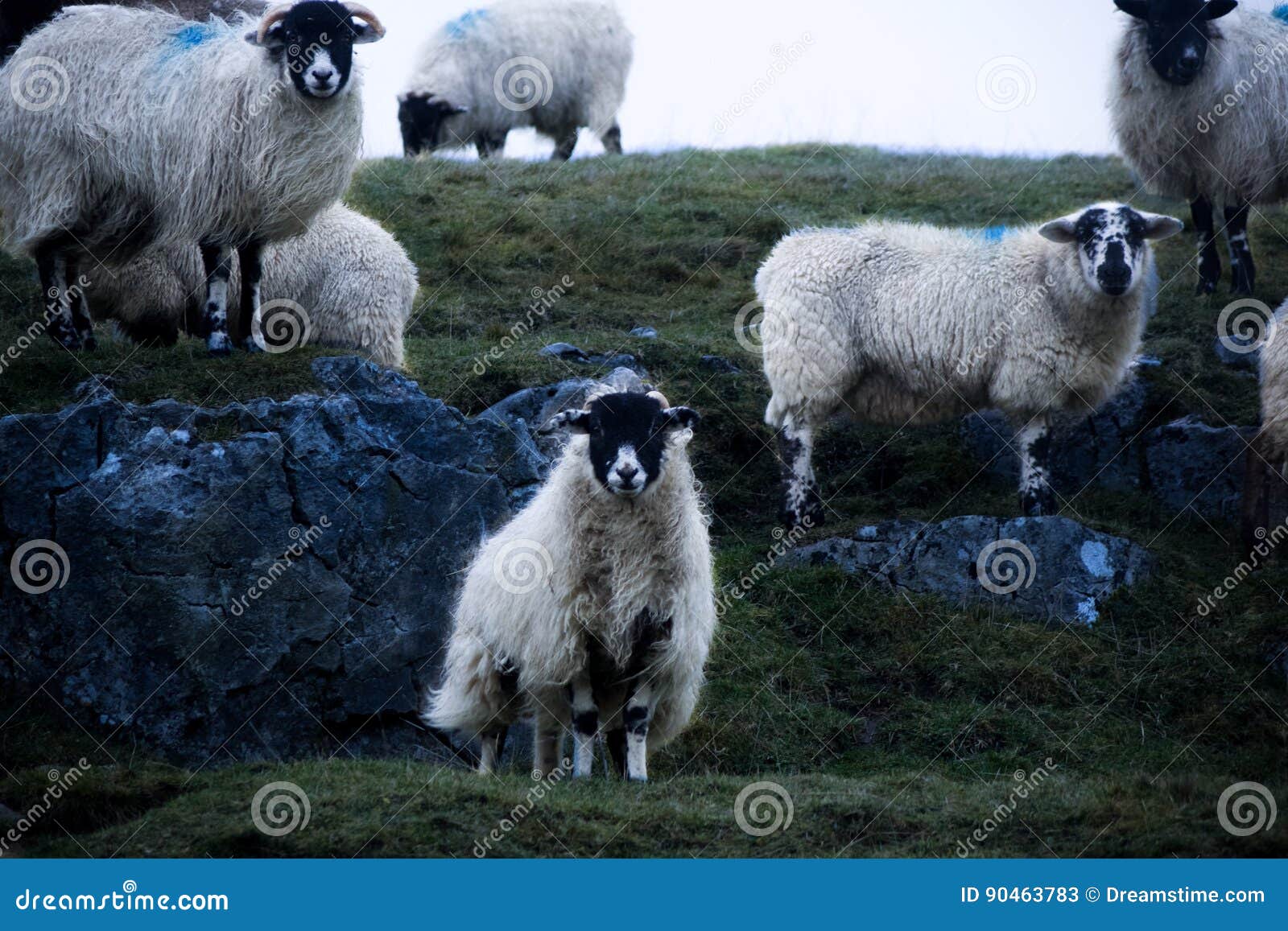 Sheep stock image. Image of weather, winter, wildlife - 90463783