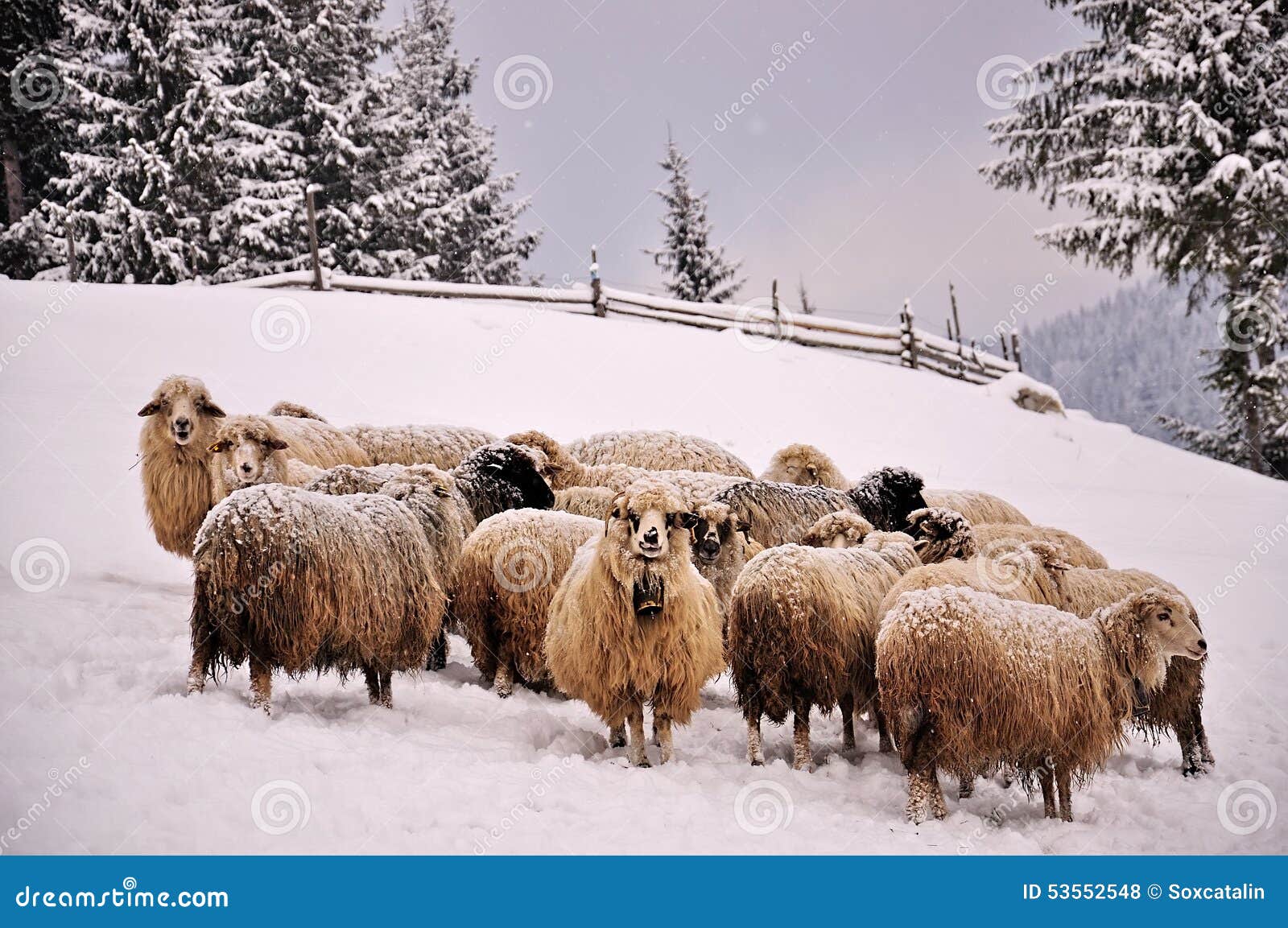 Sheep in a Cold White Winter Landscape Stock Photo - Image of europe ...