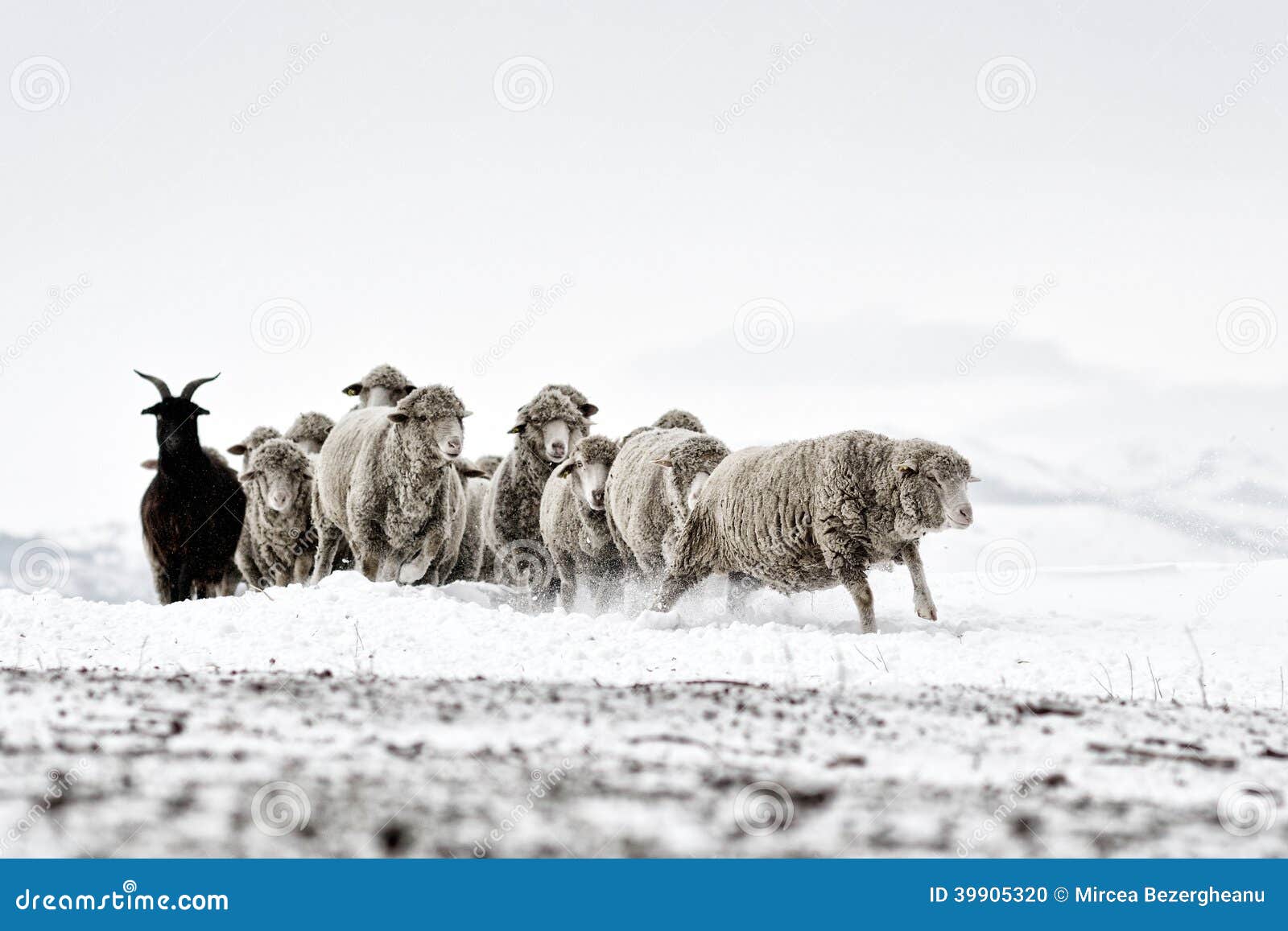 8,044 Cold Sheep Stock Photos - Free & Royalty-Free Stock Photos from ...