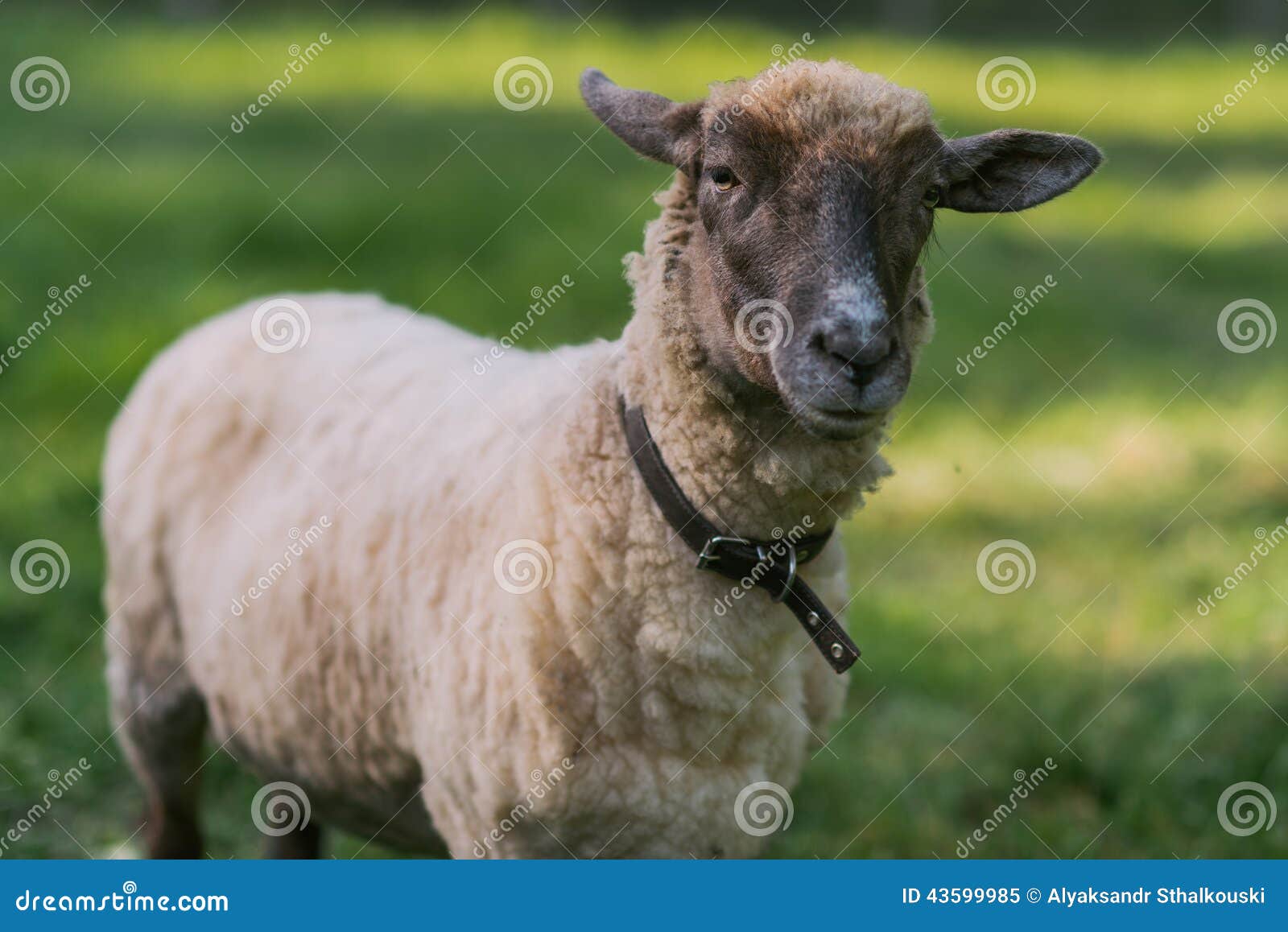 Sheep with collar stock image. Image of curious, innocent - 43599985
