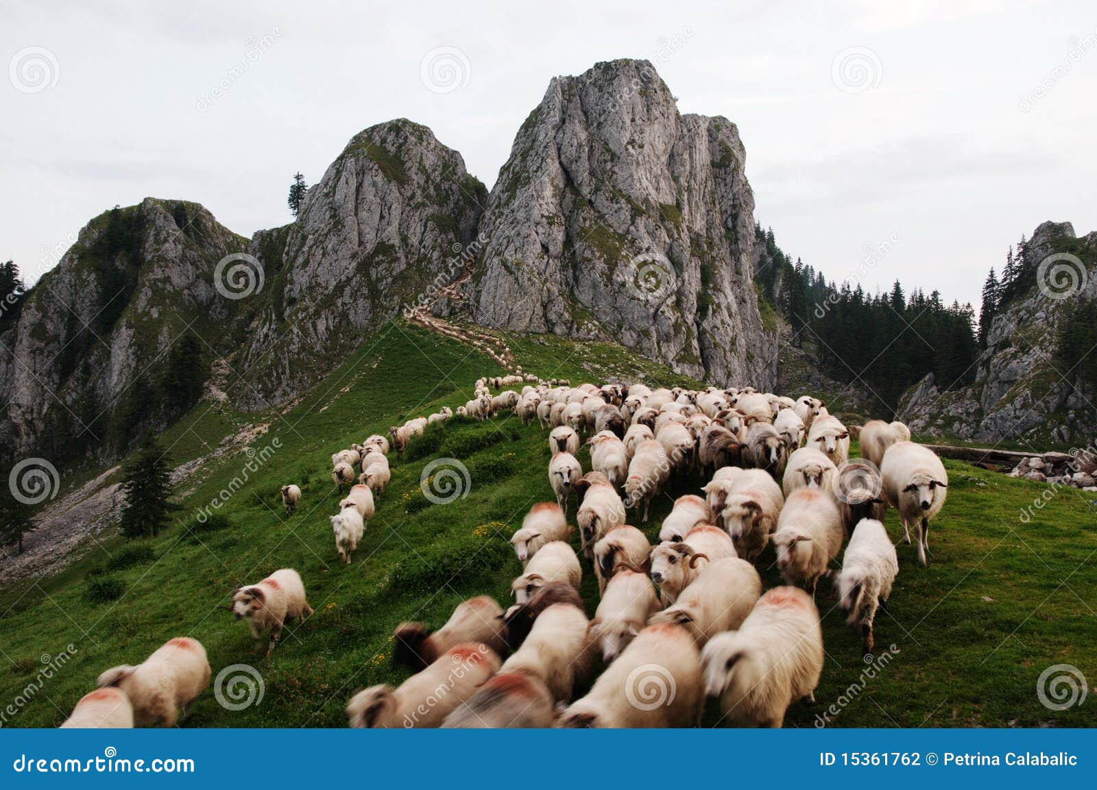 Sheep Coming Down the Mountain Stock Photo - Image of flock, romania ...