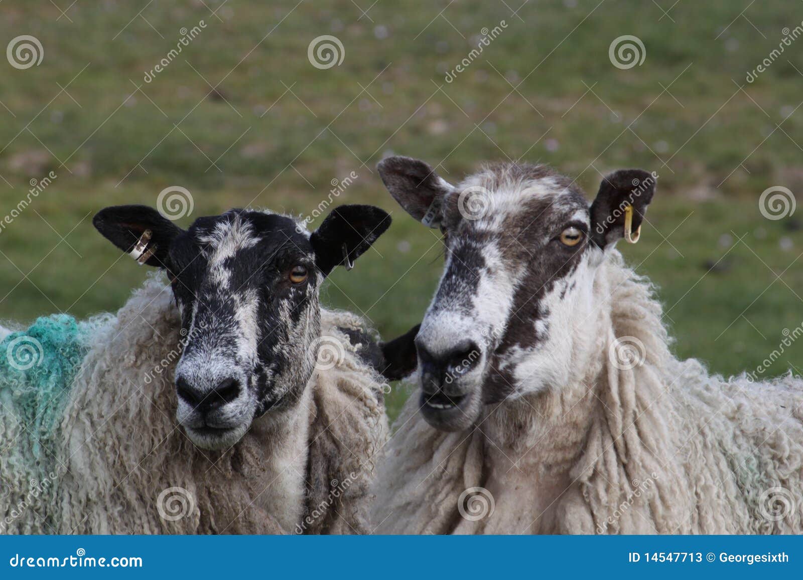 Sheep conversation stock image. Image of heads, farm - 14547713