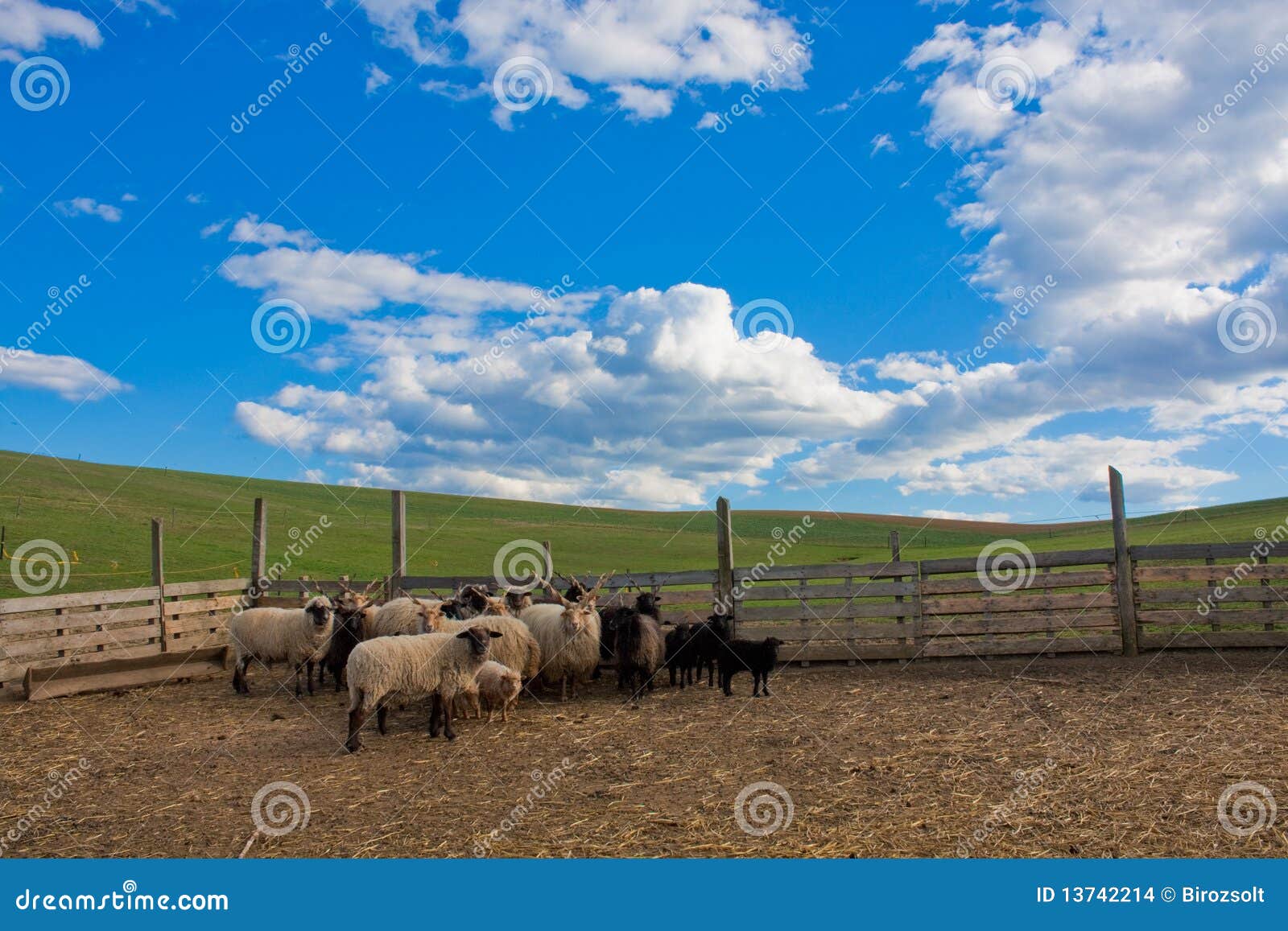 Sheep in the corral stock photo. Image of mammal, outdoors - 13742214