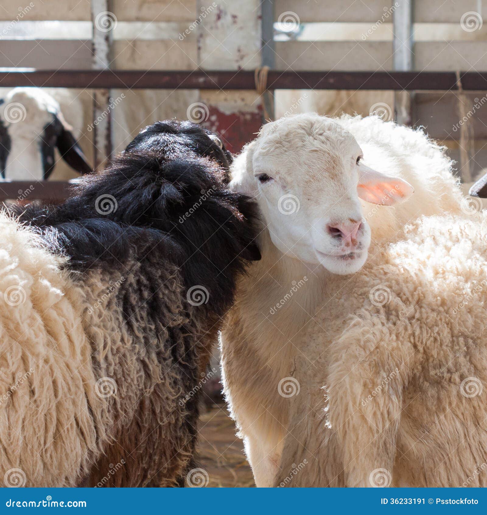 Sheep in corral stock image. Image of farming, farmland - 36233191