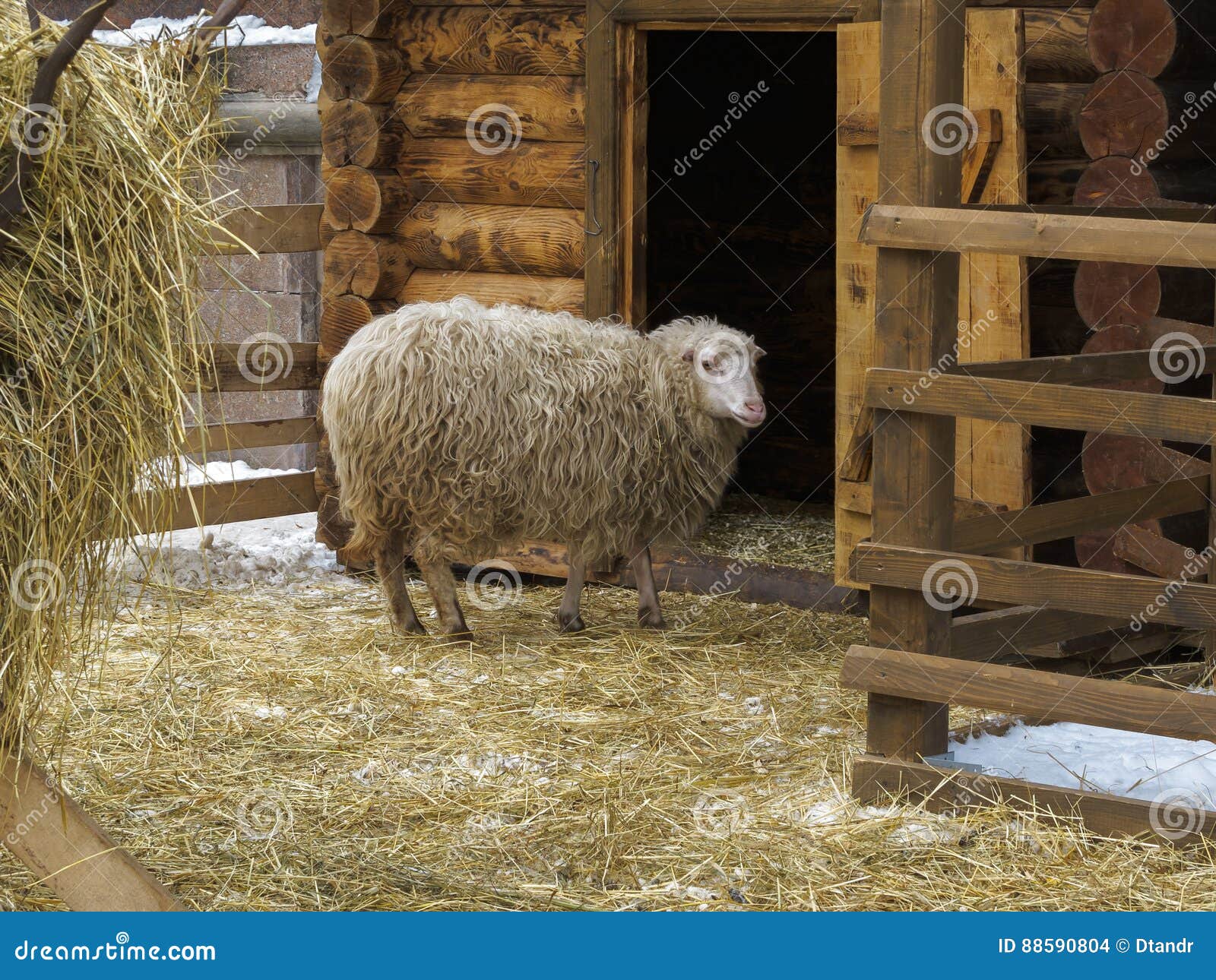Sheep in a Corral Near Barn. Stock Photo - Image of mammal, beige: 88590804