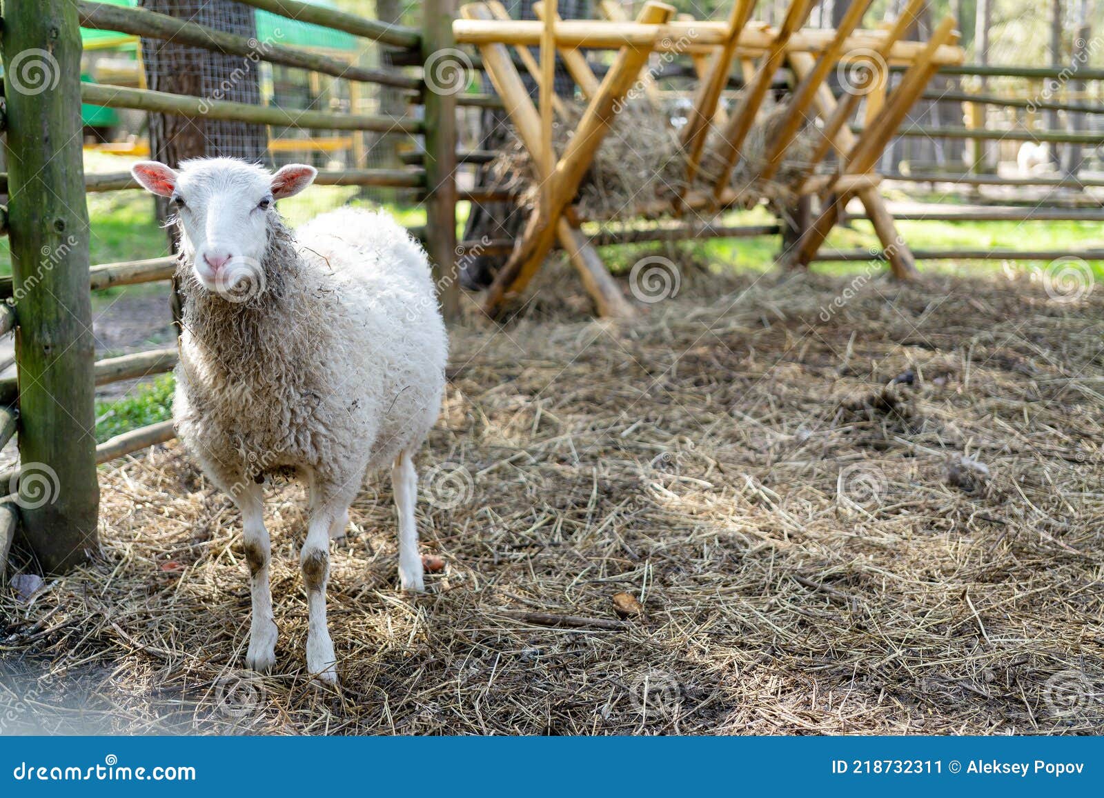 Sheep in the Corral. Sheep Pets on Farm Stock Image - Image of face ...