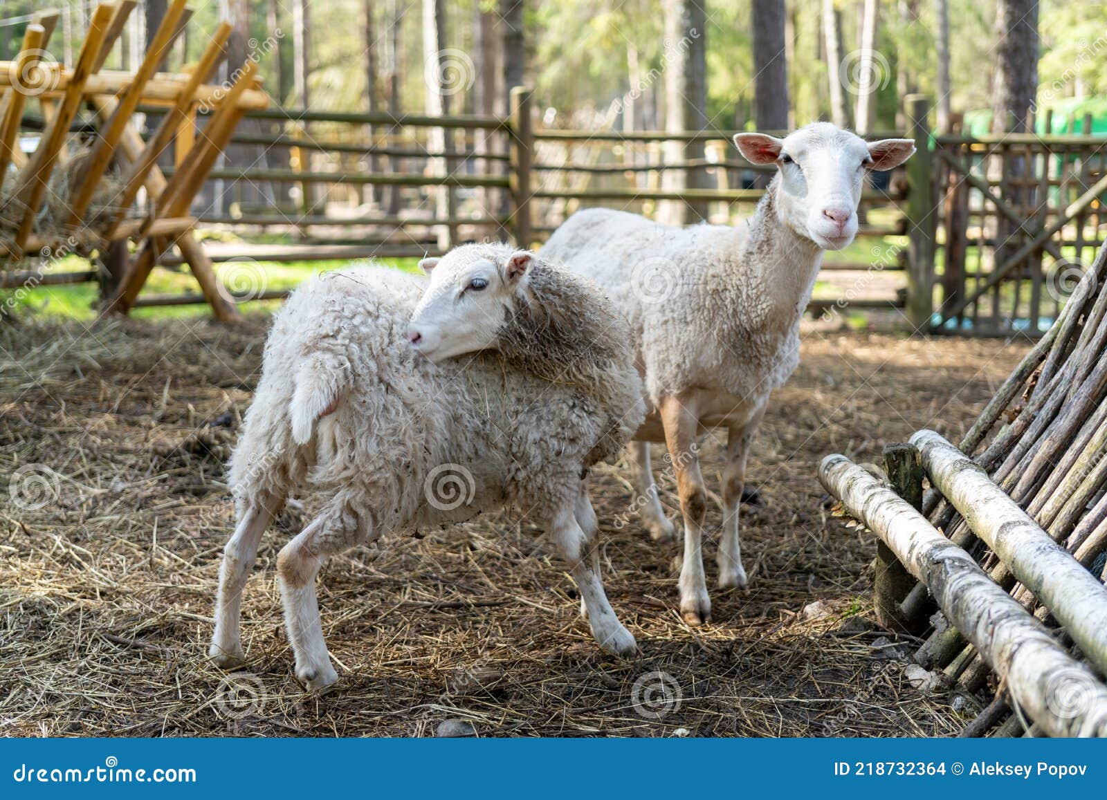 Sheep in the Corral. Sheep Pets on Farm Stock Photo - Image of nature ...