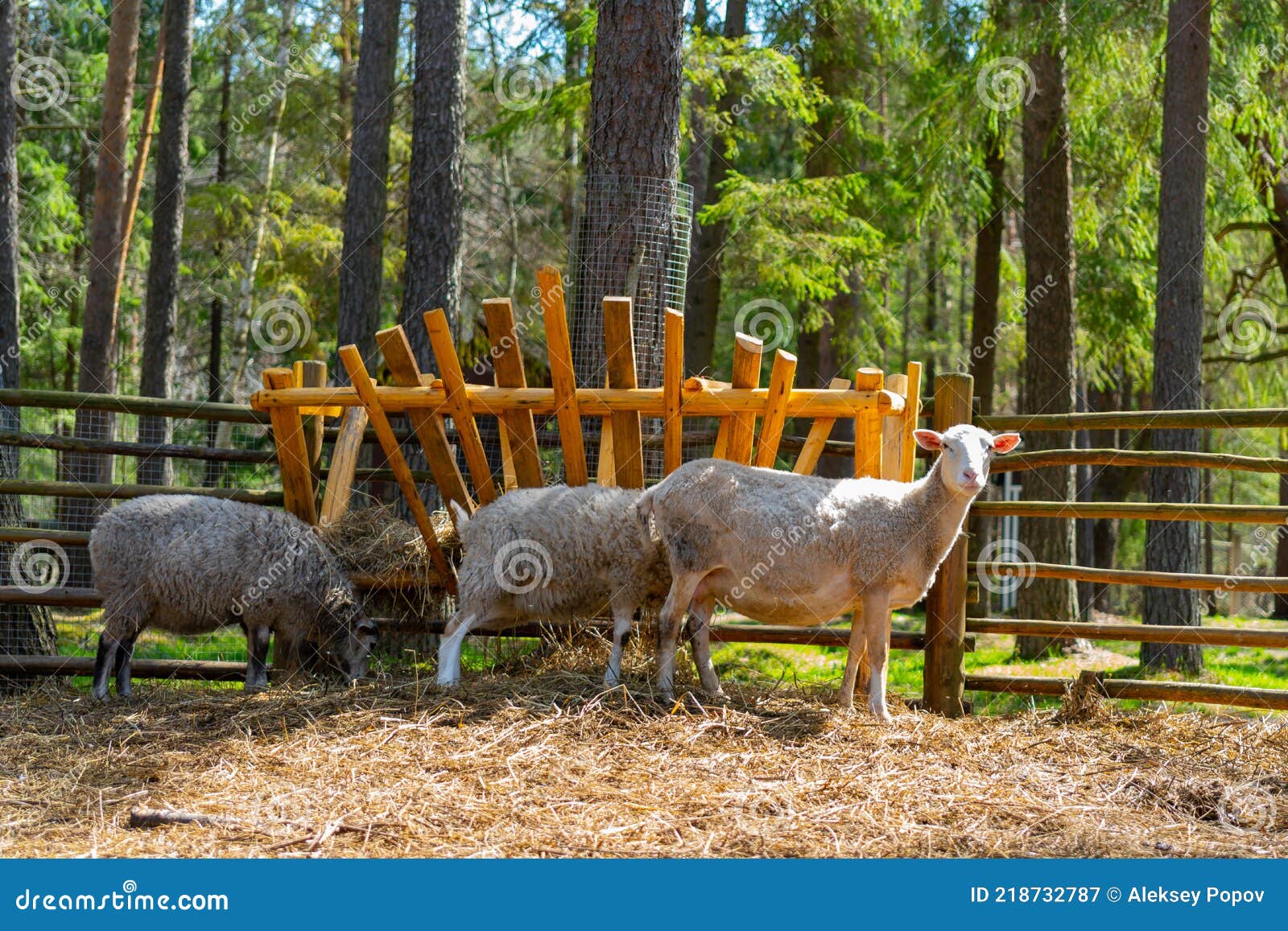Sheep in the Corral. Sheep Pets on Farm Stock Image - Image of pasture ...