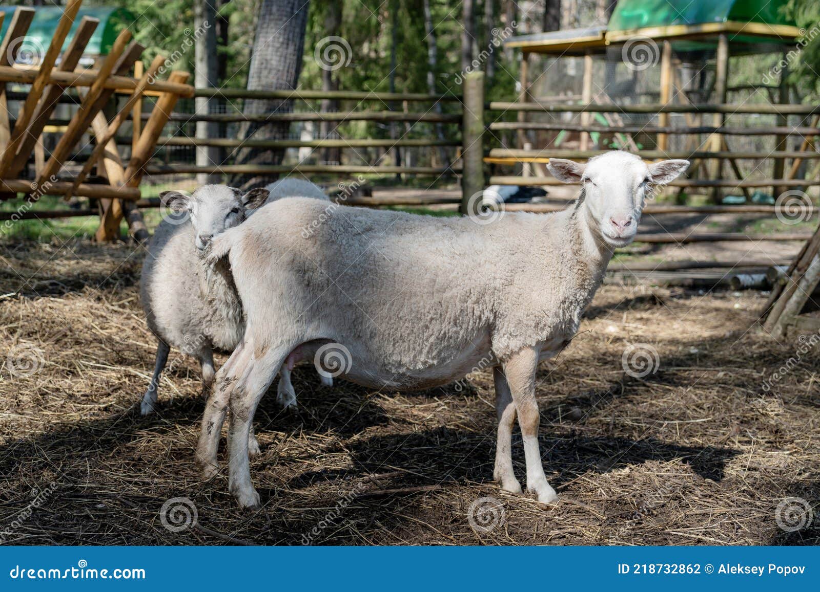 Sheep in the Corral. Sheep Pets the Farm Stock Photo - Image of cattle ...