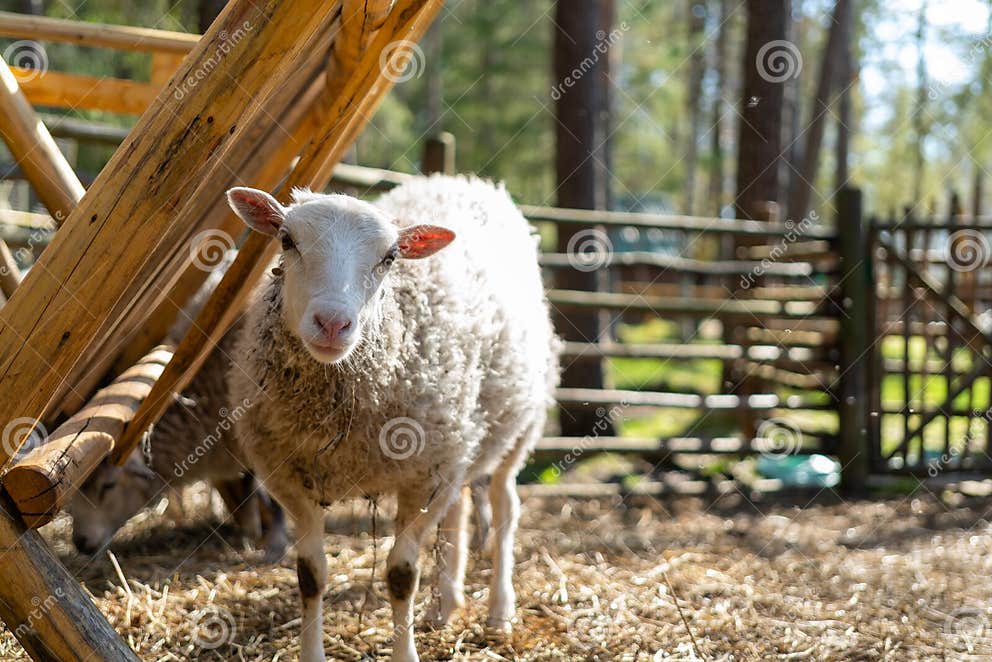 Sheep in the Corral. Sheep Pets the Farm Stock Image - Image of ...