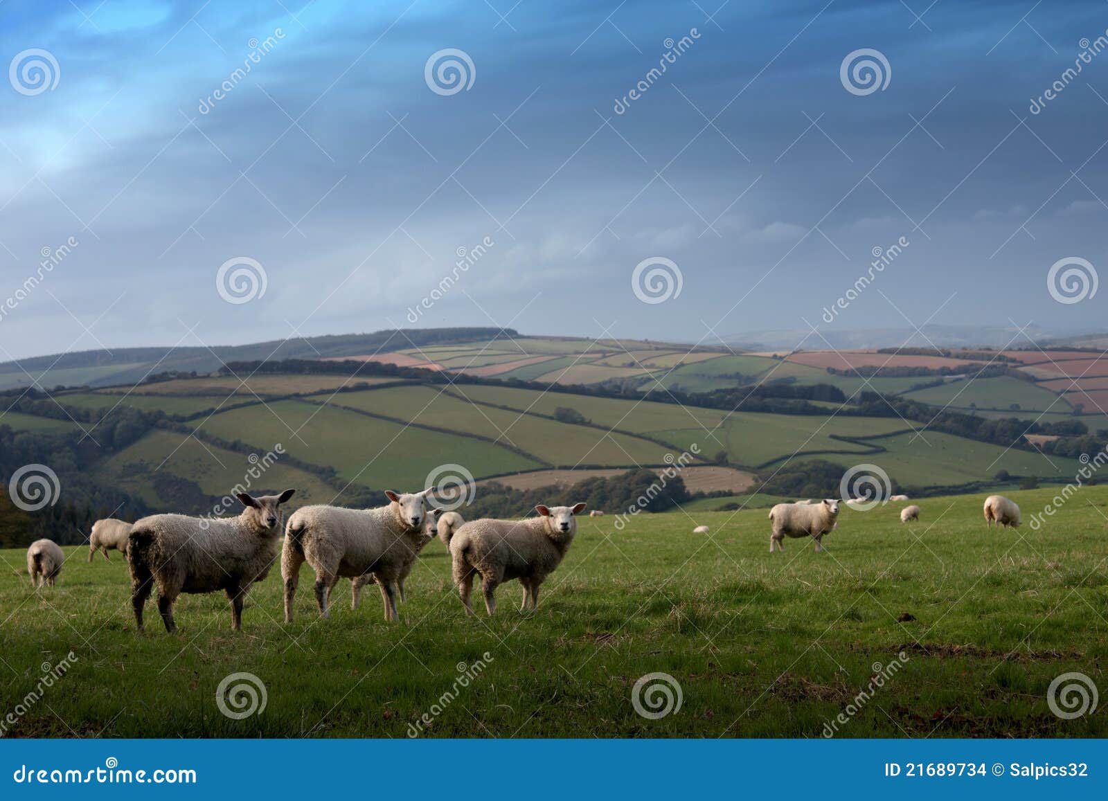 Sheep in the country stock photo. Image of landscape - 21689734