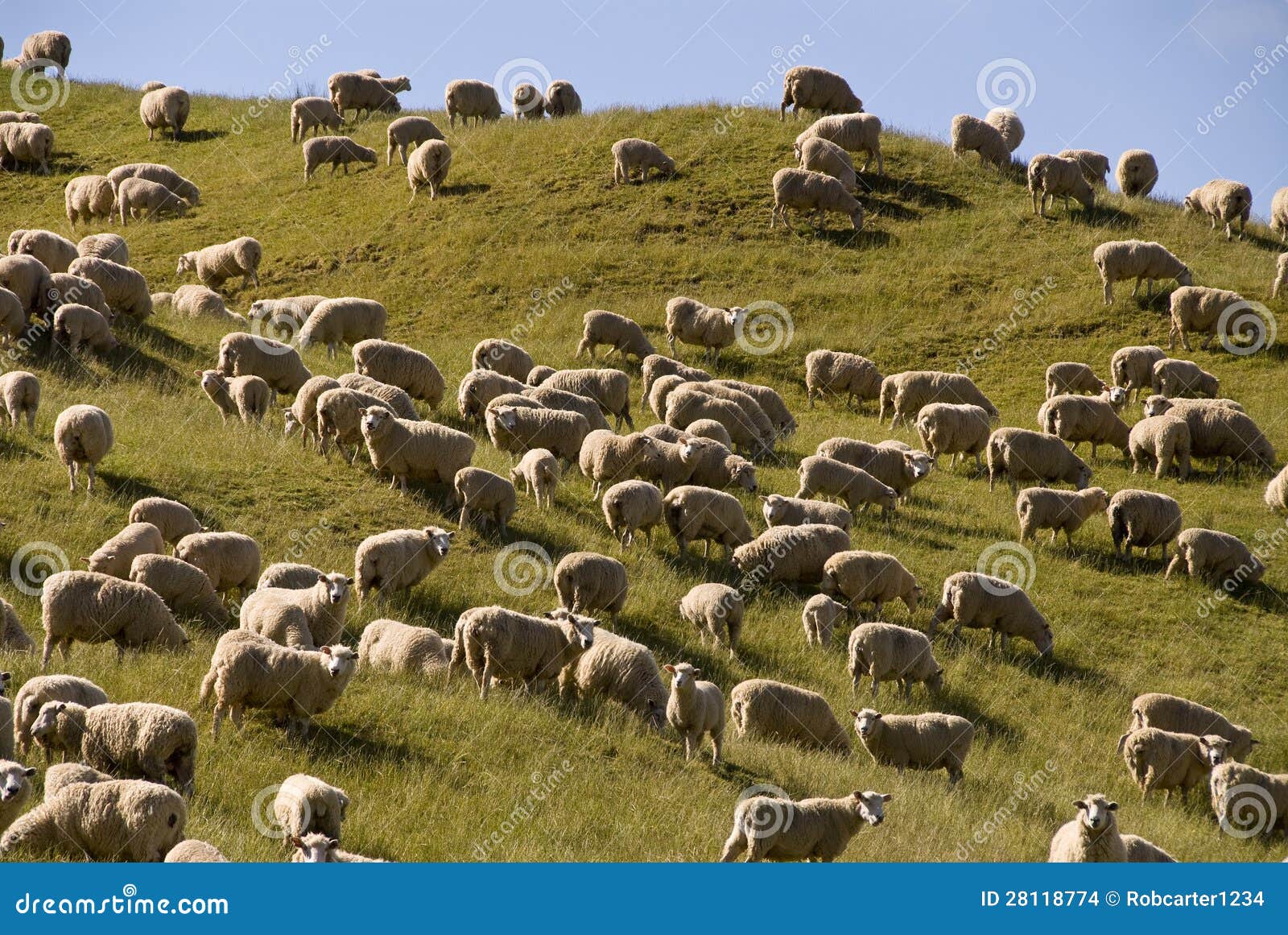Sheep country stock photo. Image of sheep, mutton, hilly - 28118774