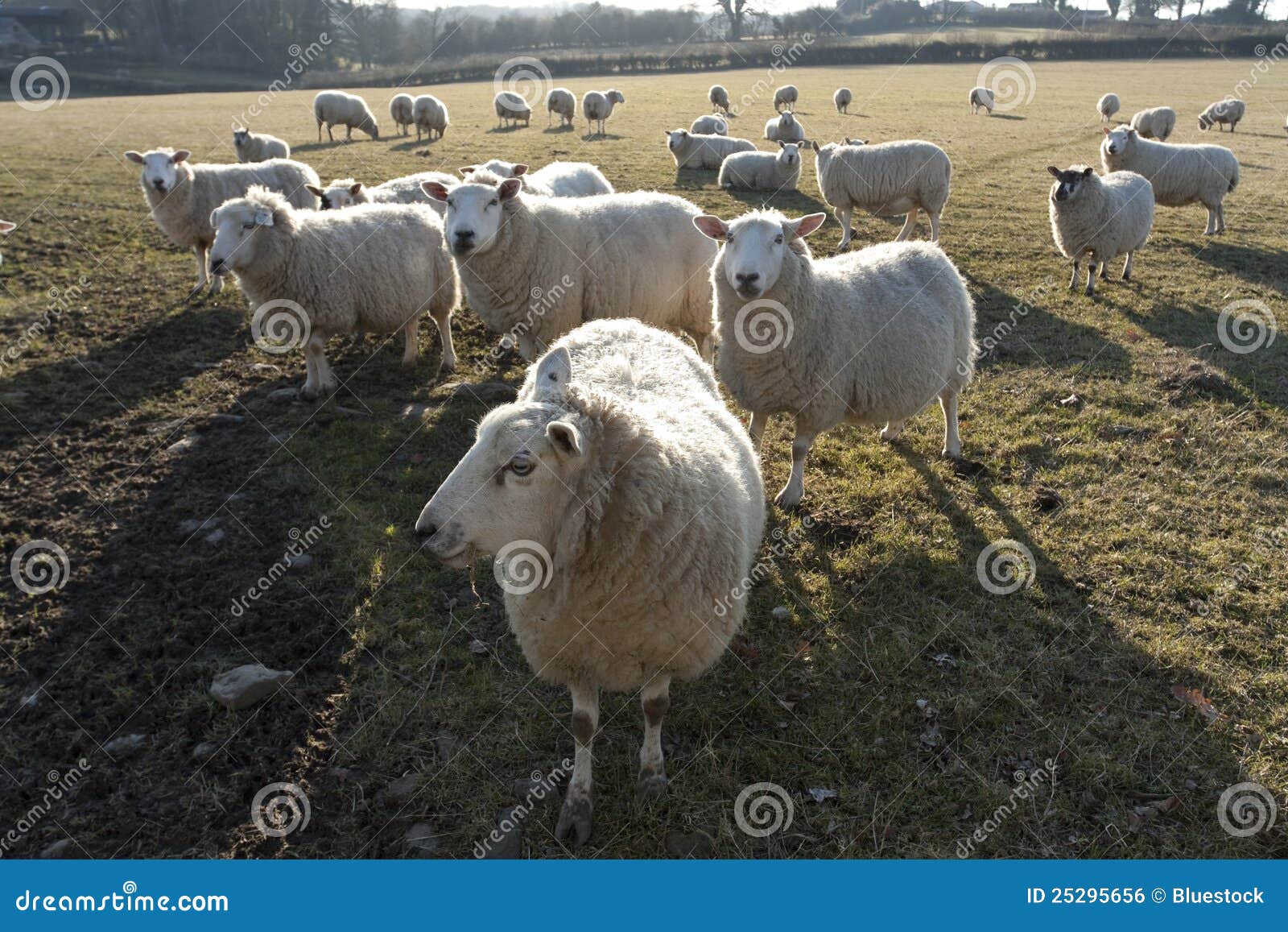 Sheep in countryside stock photo. Image of rural, grass - 25295656