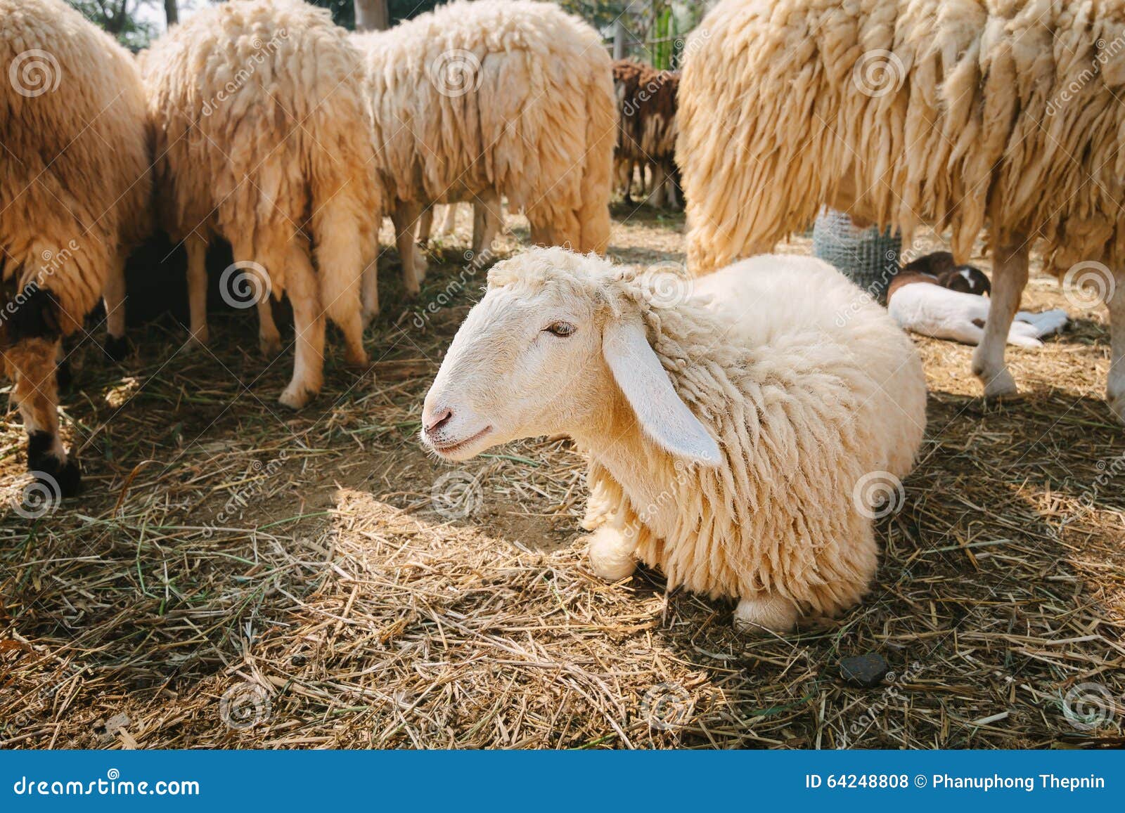 Sheep in countryside farm. stock photo. Image of fluffy - 64248808