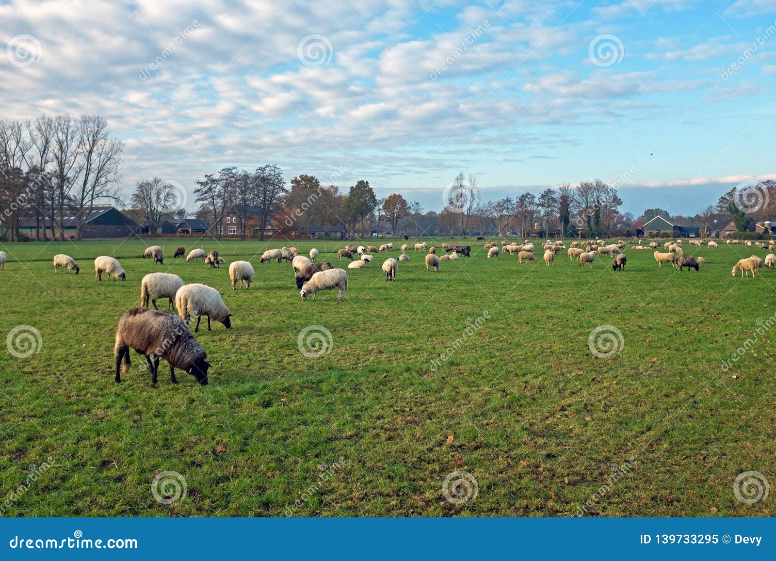 Sheep in the Countryside from the Netherlands Stock Image - Image of ...