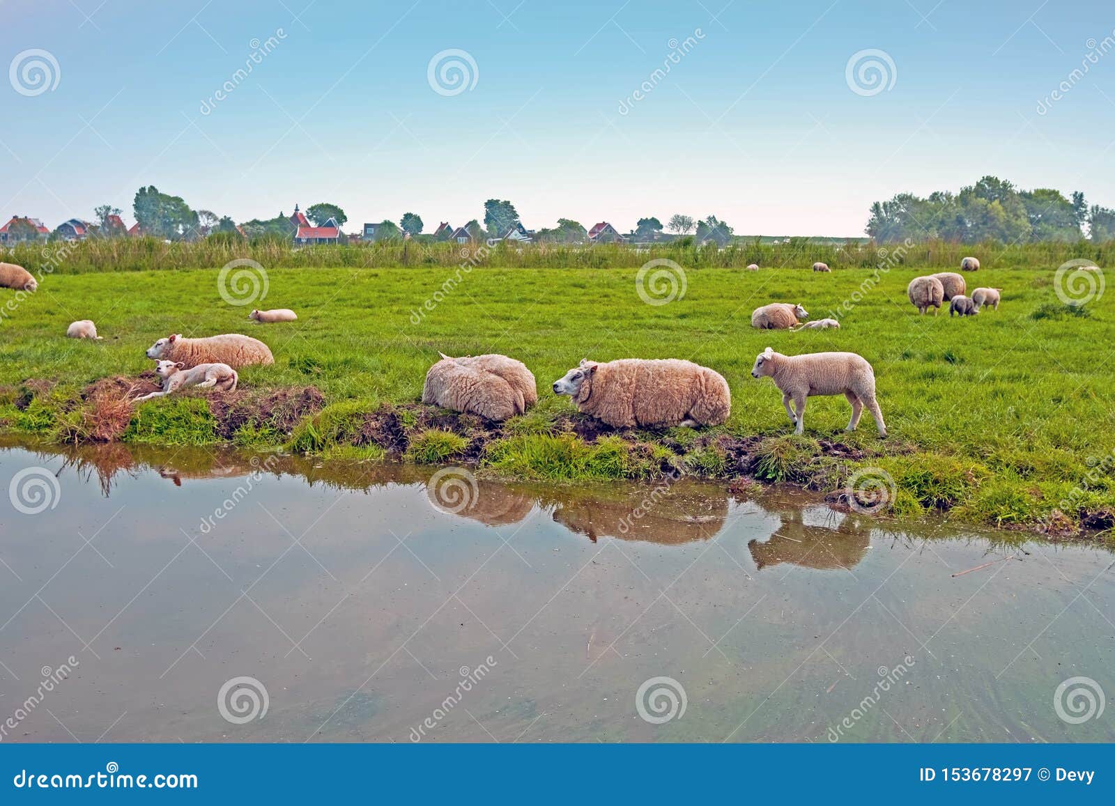 Sheep in the Countryside from the Netherlands Stock Image - Image of ...
