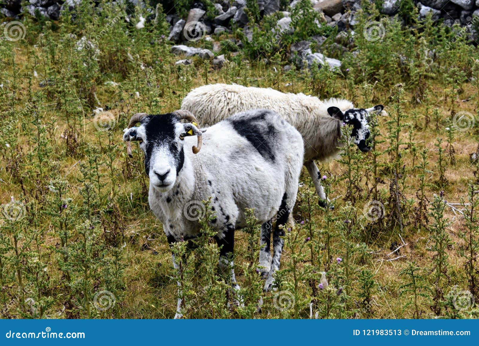 Two Sheep stock image. Image of wool, sheep, stonewall - 121983513