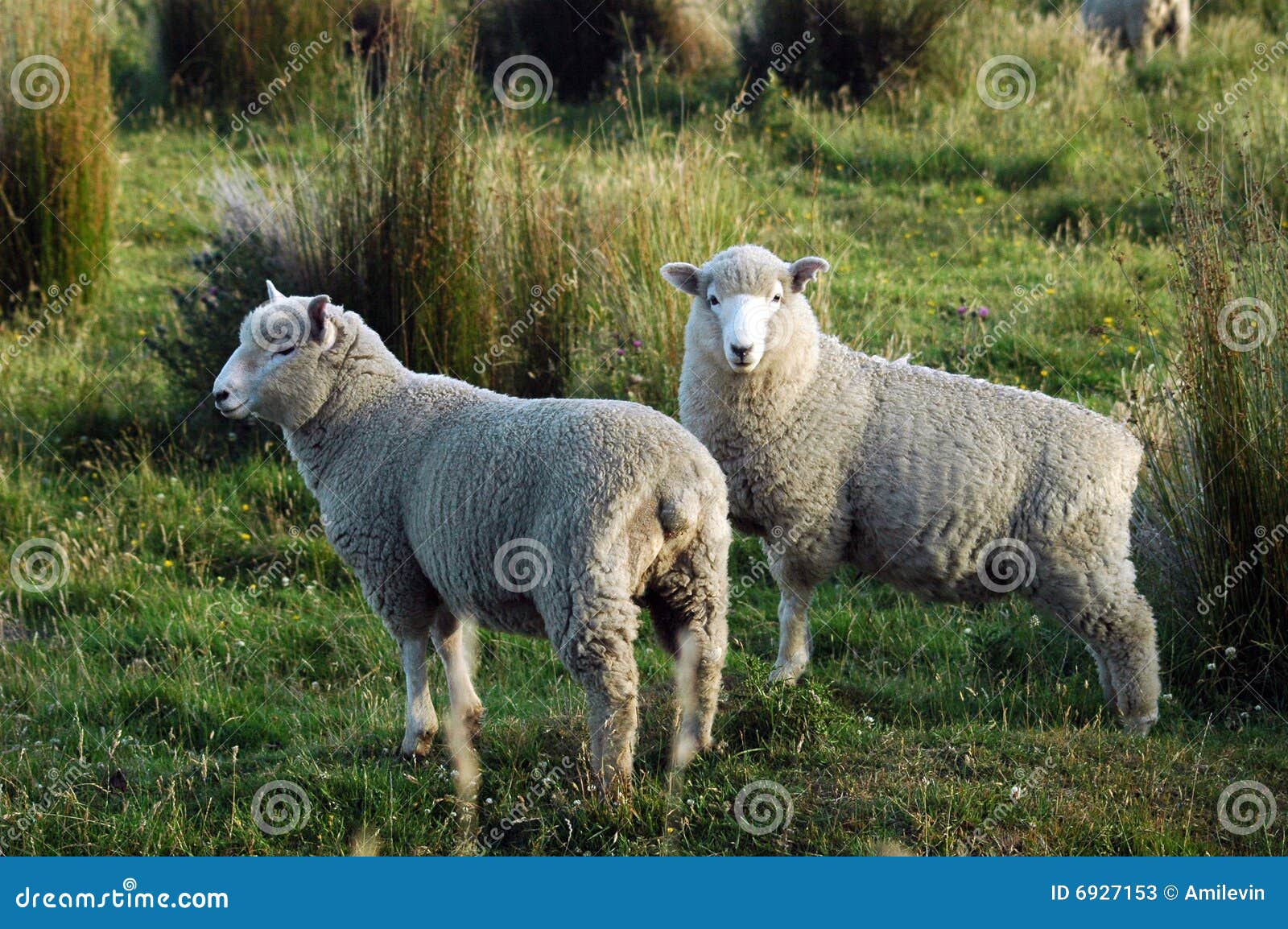 Sheep couple stock image. Image of green, farm, healthy - 6927153
