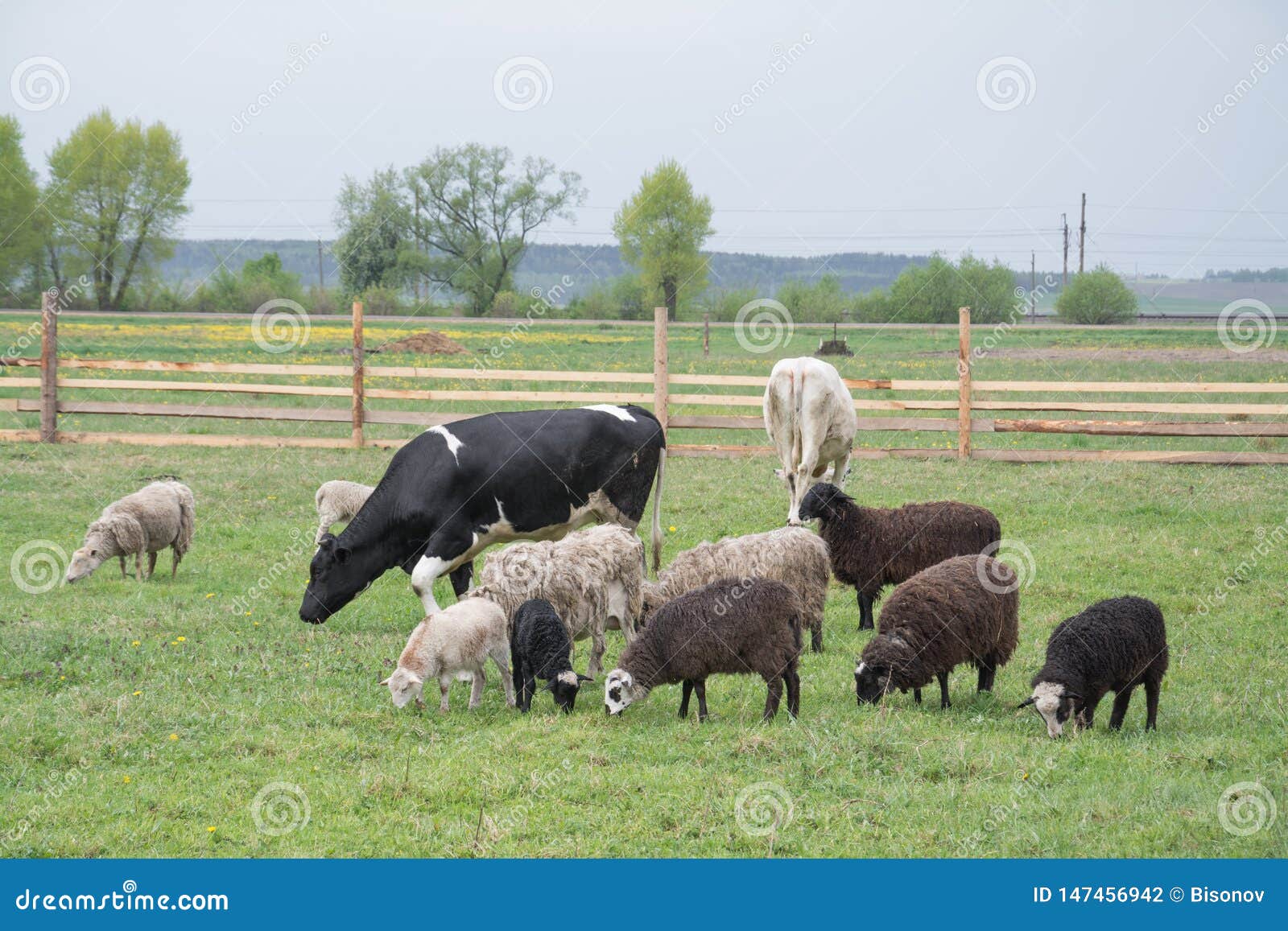 Sheep and cows stock photo. Image of farm, sheep, grass - 147456942