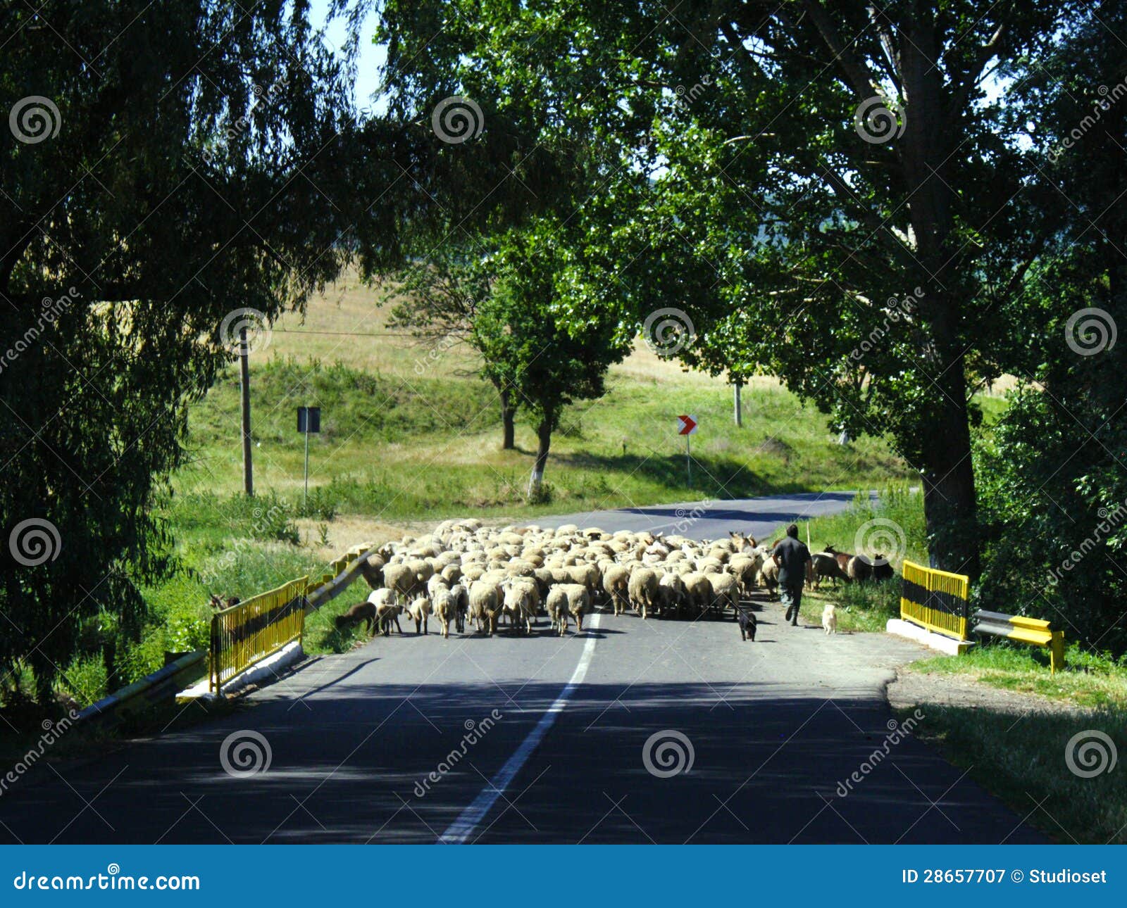 Sheep Crossing Country Road Royalty-Free Stock Photo | CartoonDealer ... Sheep Crossing Country Road Royalty-Free Stock Photo | CartoonDealer ...