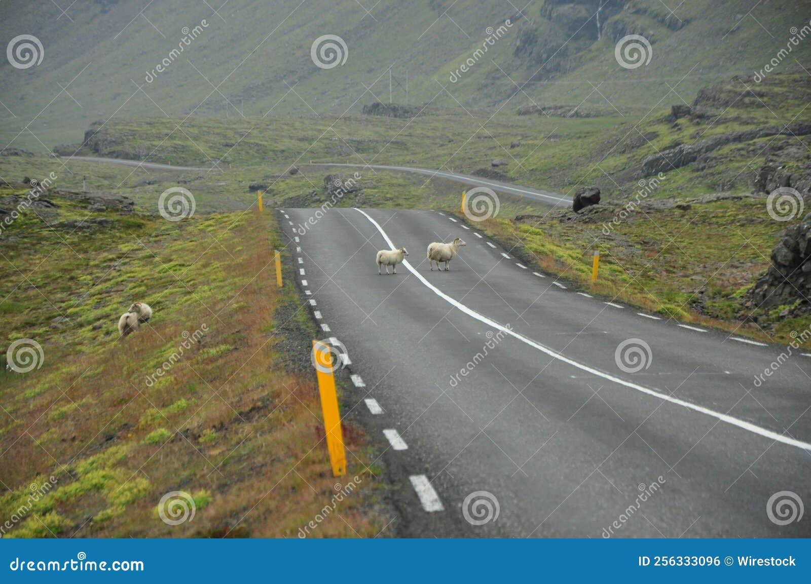 Sheep Crossing a Country Road in Iceland Stock Photo - Image of ... Sheep Crossing a Country Road in Iceland Stock Photo - Image of ...