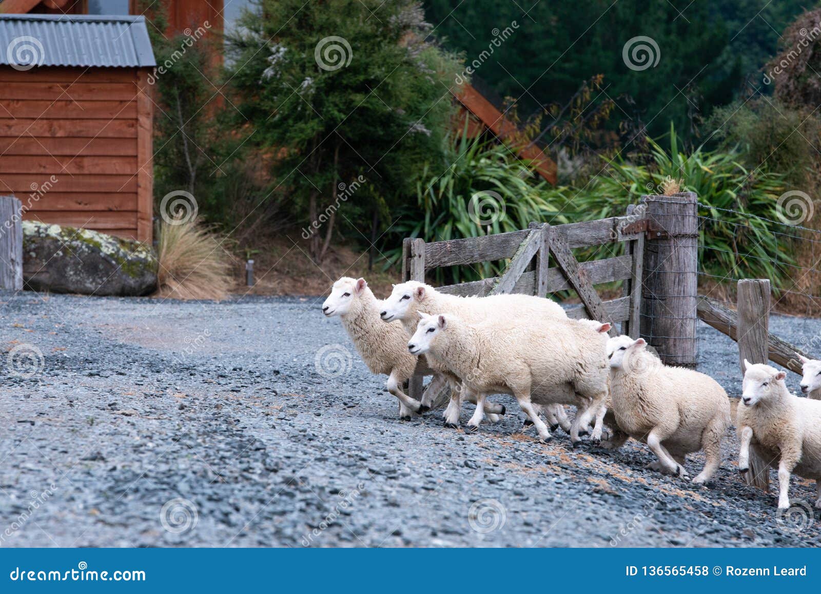 Sheep Crossing Country Road Royalty-Free Stock Photo | CartoonDealer ... Sheep Crossing Country Road Royalty-Free Stock Photo | CartoonDealer ...
