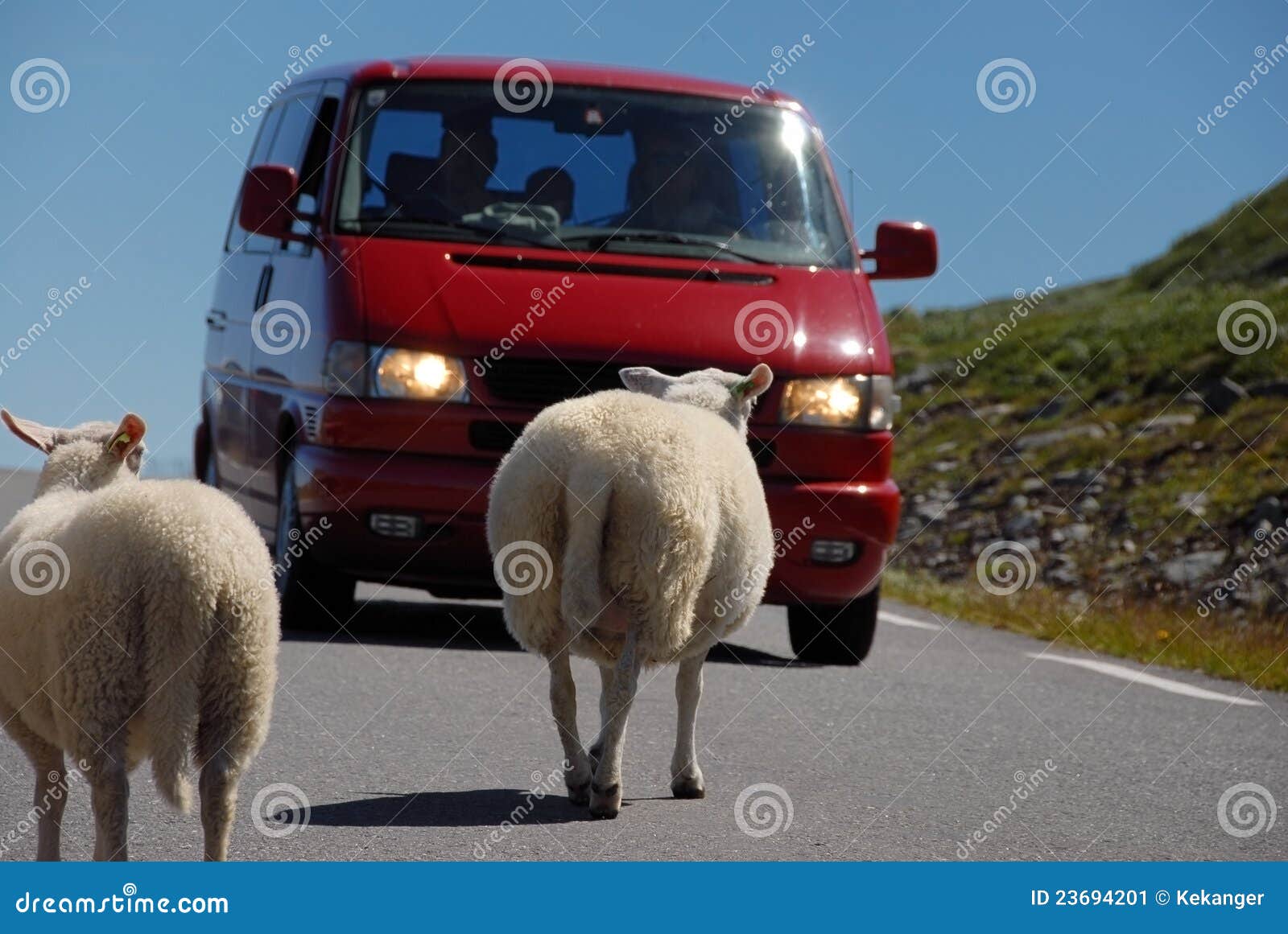 Sheep Crossing Country Road Royalty-Free Stock Photo | CartoonDealer ... Sheep Crossing Country Road Royalty-Free Stock Photo | CartoonDealer ...