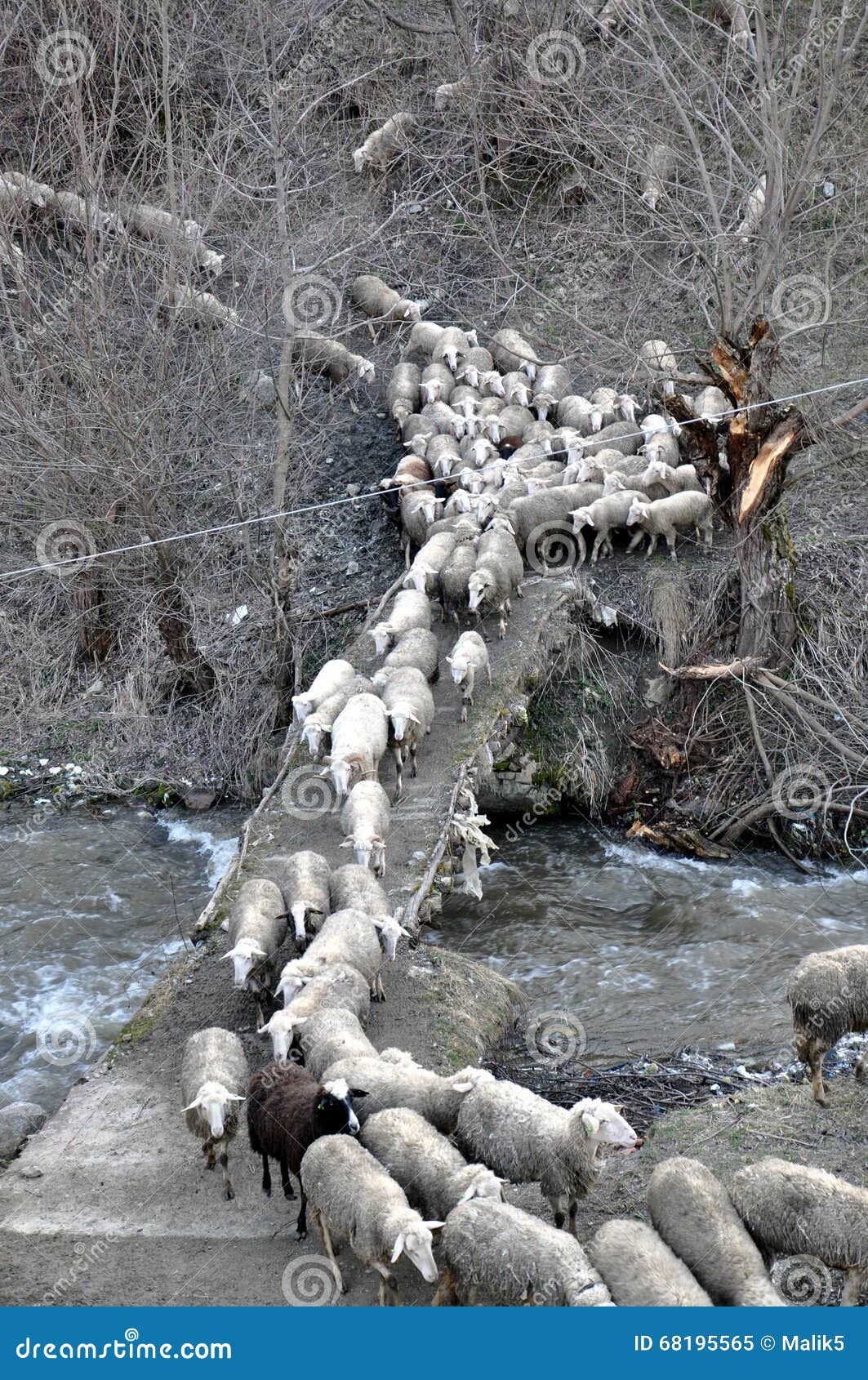 Sheep Crossing the Old Bridge Stock Image - Image of great, bridge ...