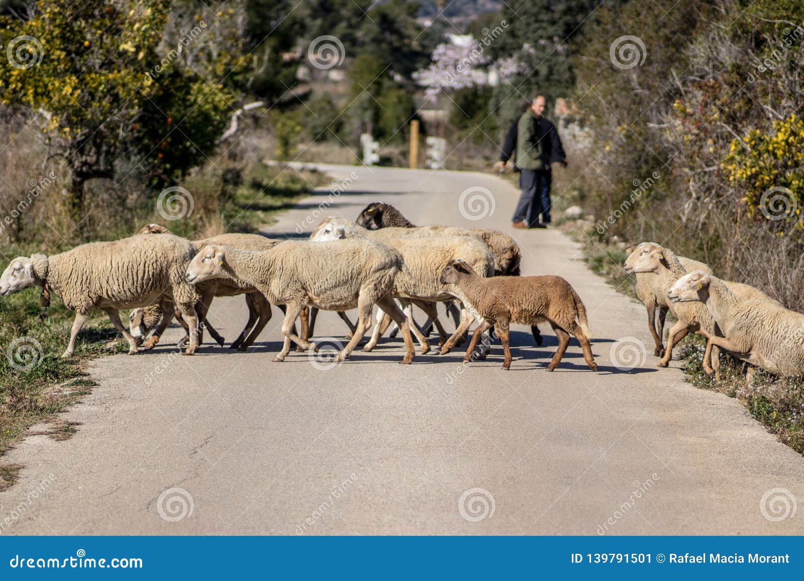 Sheep Crossing a Road in the Countryside Stock Image - Image of ...