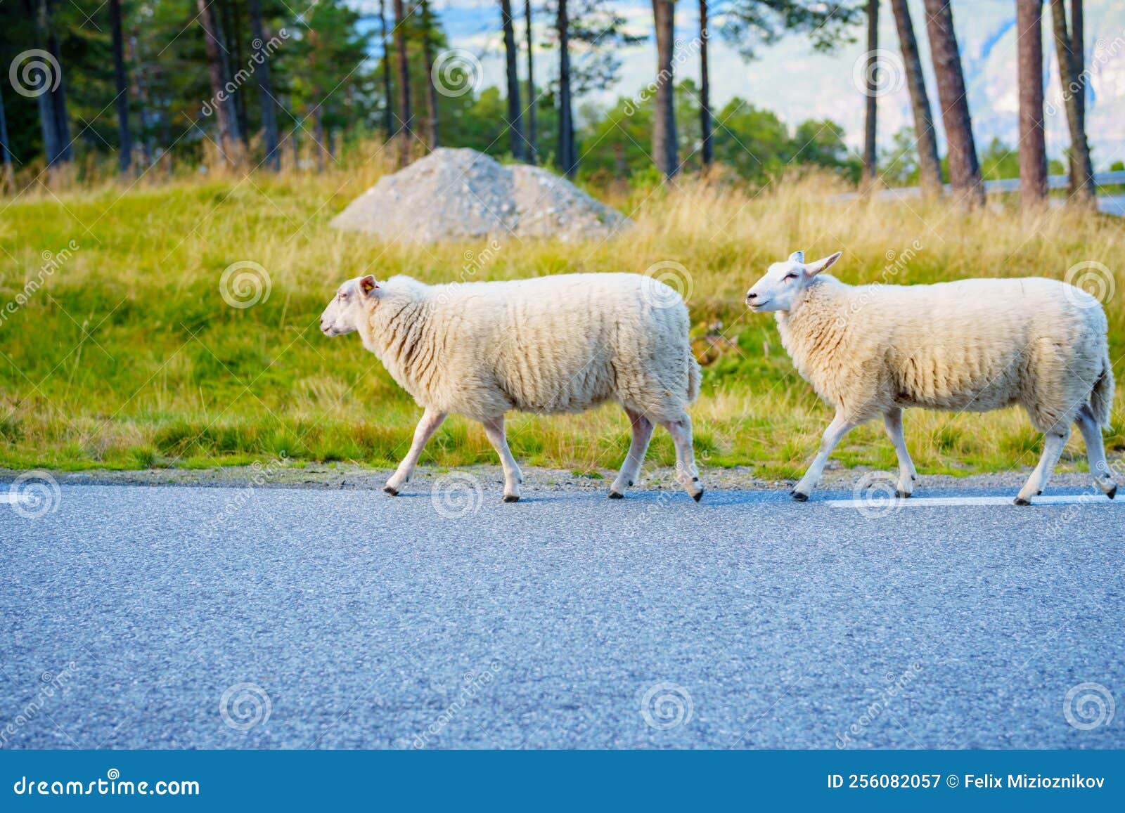 Sheep Crossing the Road in Norway Stock Image - Image of fields, scenic ...