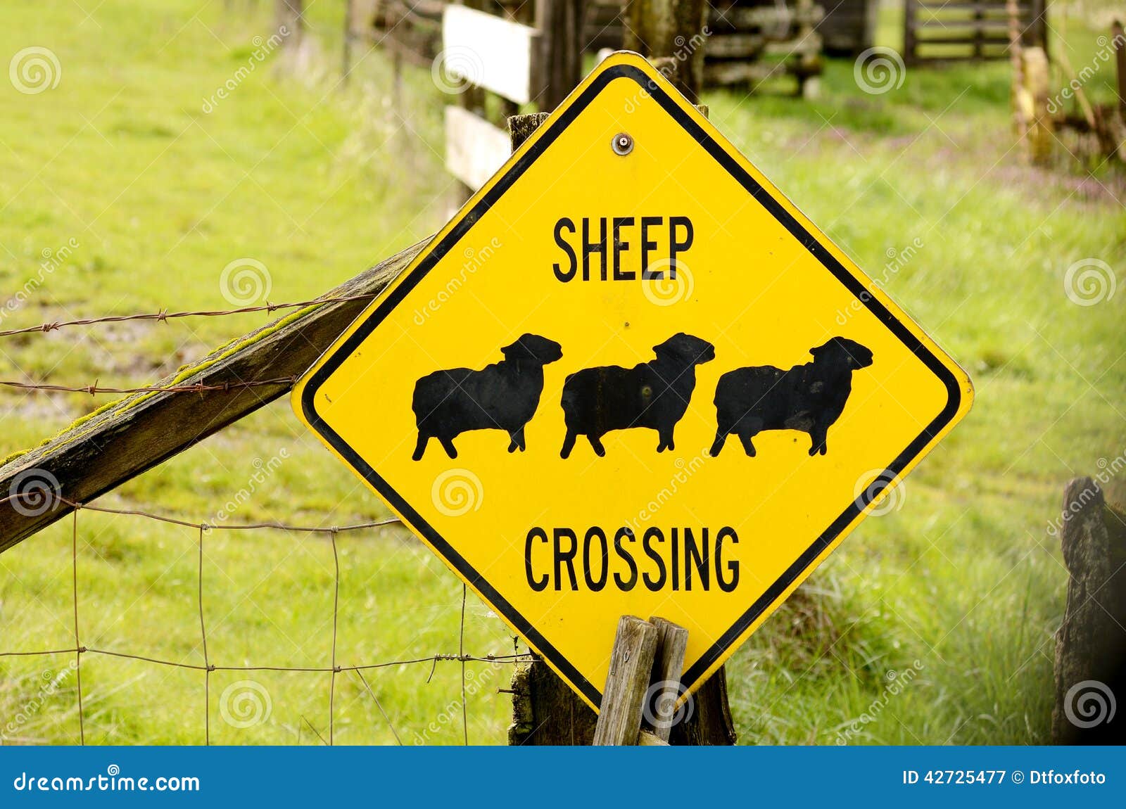 Sheep Crossing stock image. Image of adolescent, farmland - 42725477