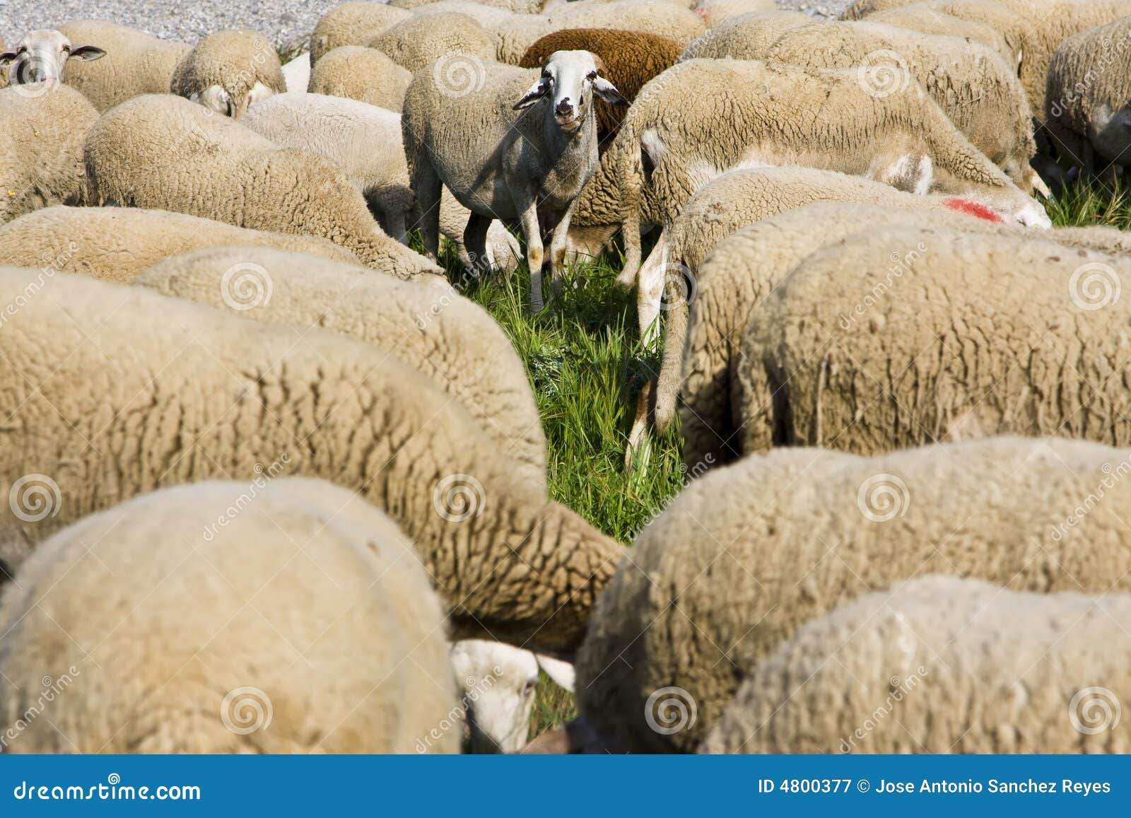 Sheep Crowd Picture. Image: 4800377