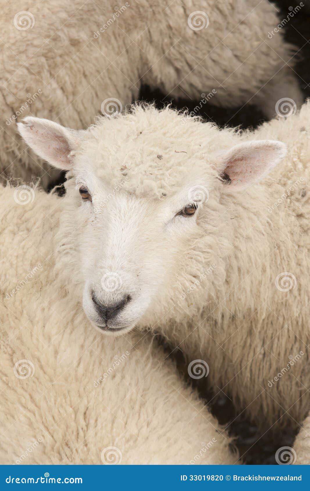 Sheep stock photo. Image of curious, mammal, farming - 33019820