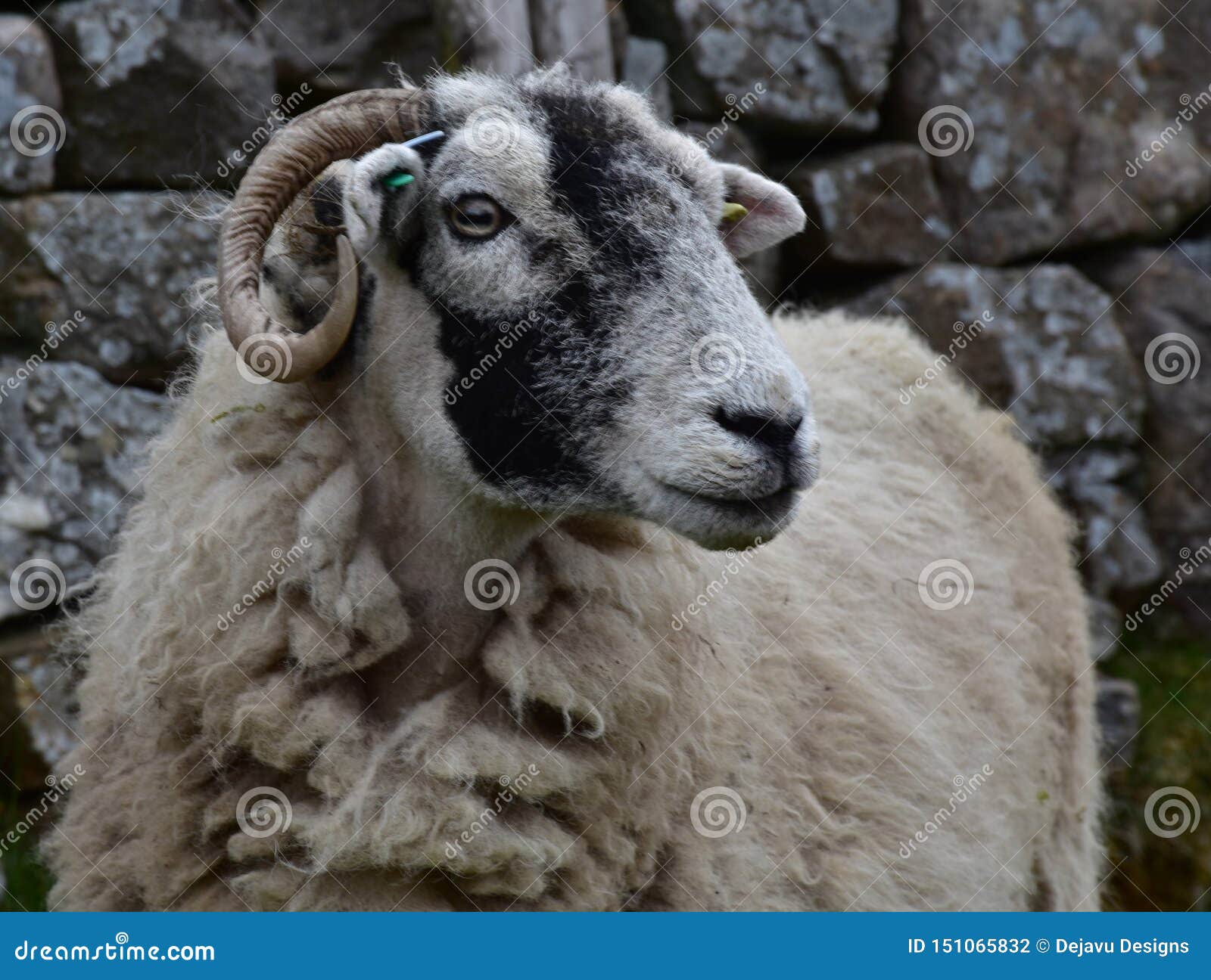 Sheep with Curved Horns in the Dales of England Stock Photo - Image of ...