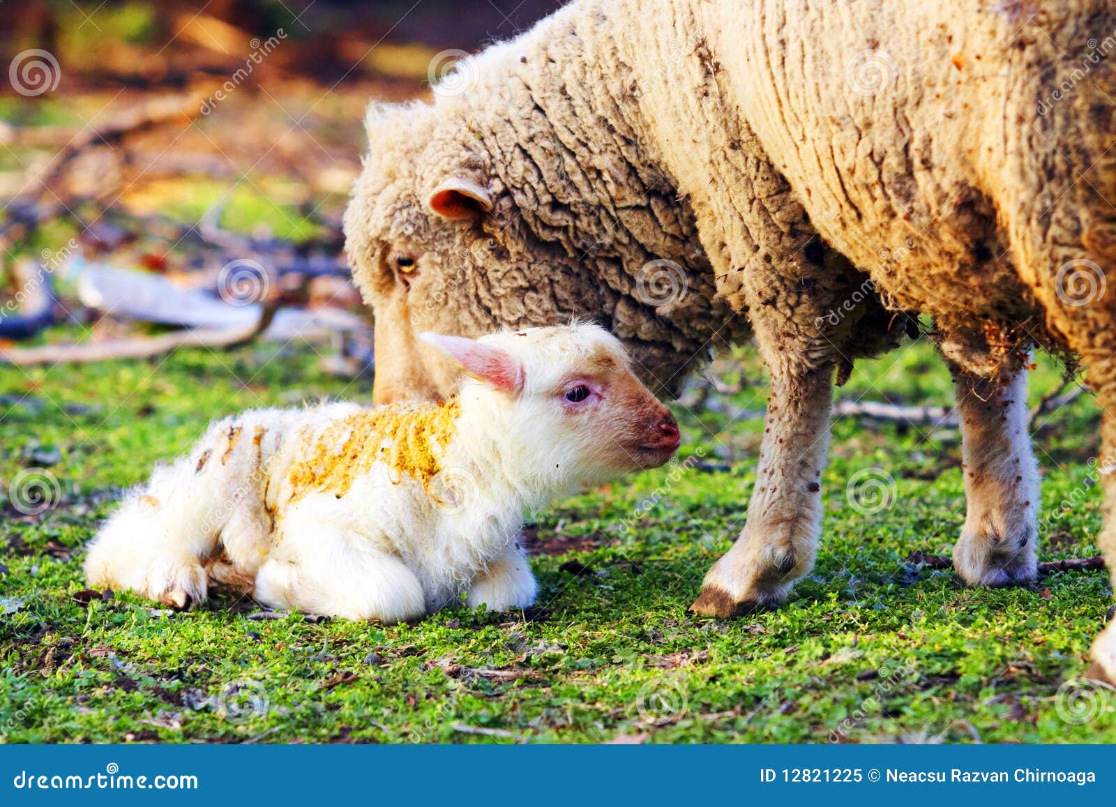 Sheep with Cute Little Lamb on Field Stock Image - Image of green ...