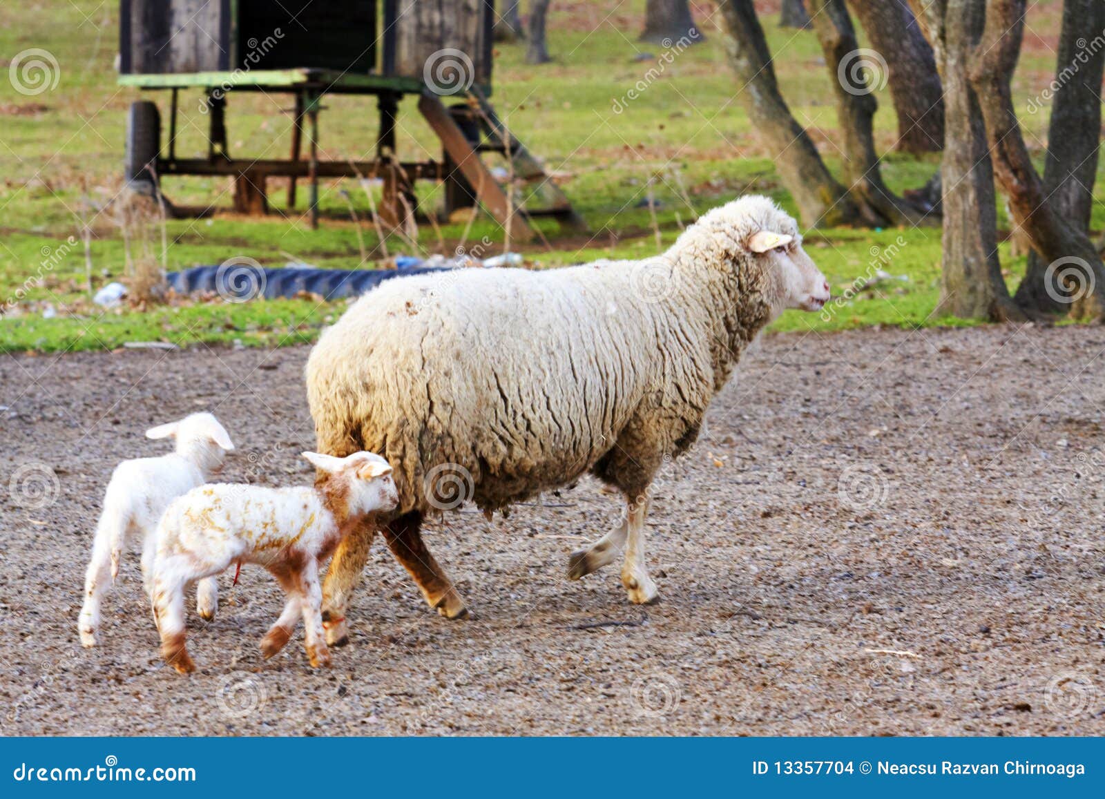 Sheep with Cute Little Lamb on Field Stock Photo - Image of little ...