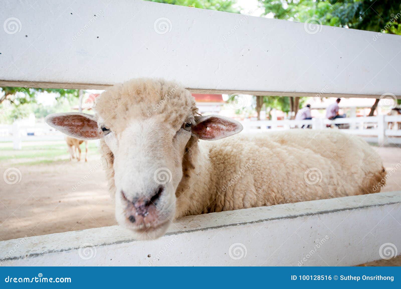 Sheep stock photo. Image of flock, cute, defiant, paddock - 100128516