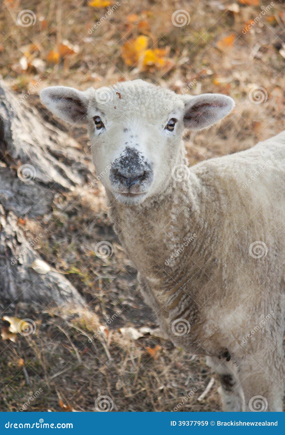Sheep stock image. Image of meadow, wool, agriculture - 39377959