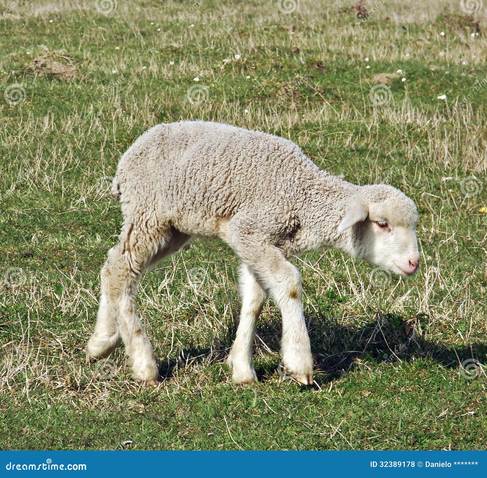 Sheep stock photo. Image of mammal, little, white, green - 32389178