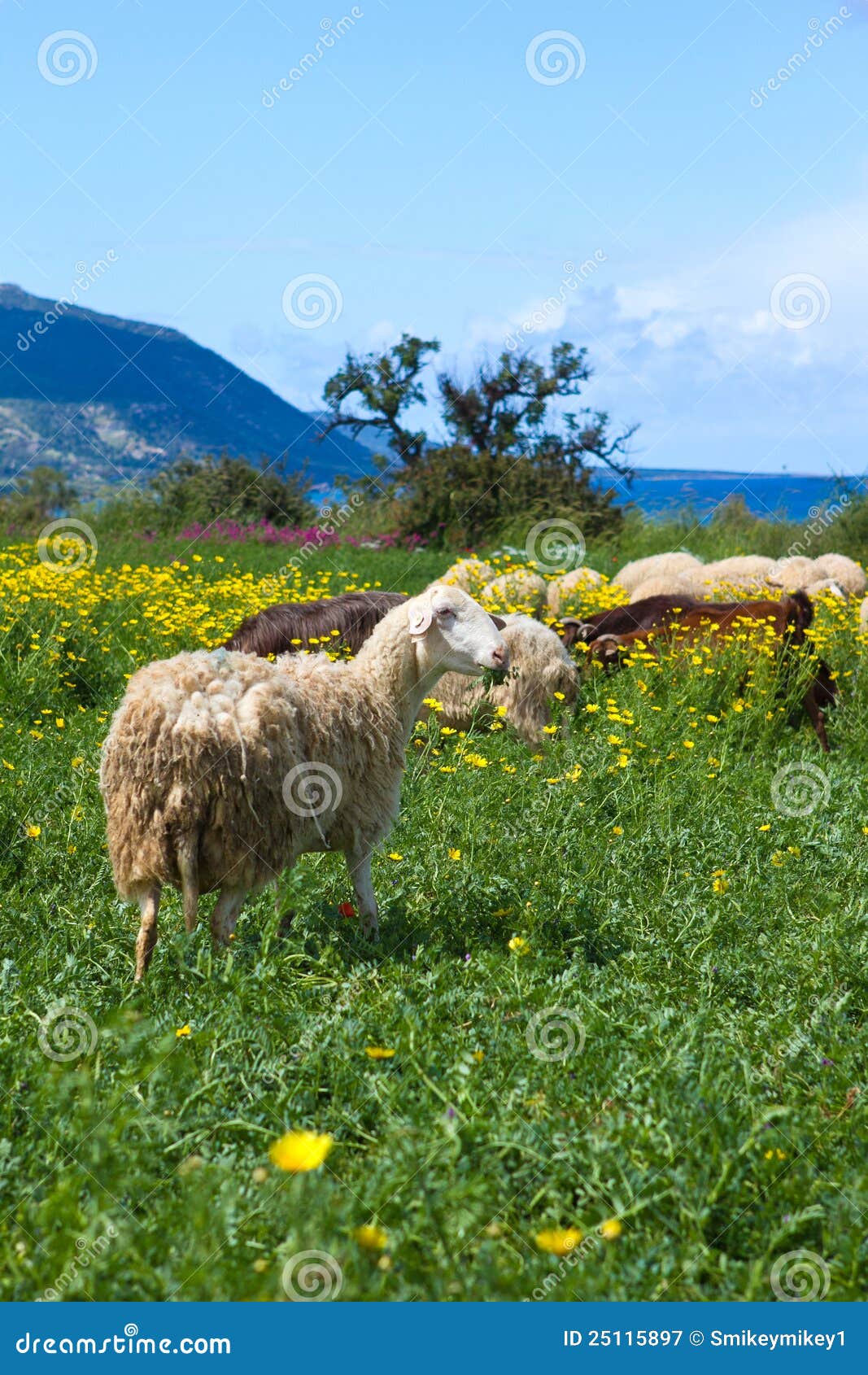 Sheep in cyprus stock image. Image of latchi, warm, mediteraen - 25115897