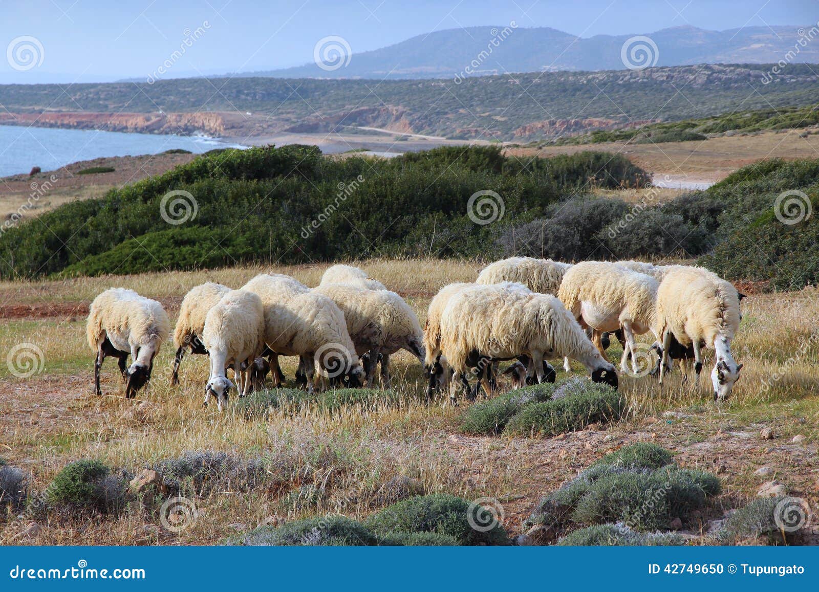 Sheep in Cyprus stock photo. Image of paphos, sheep, graze - 42749650